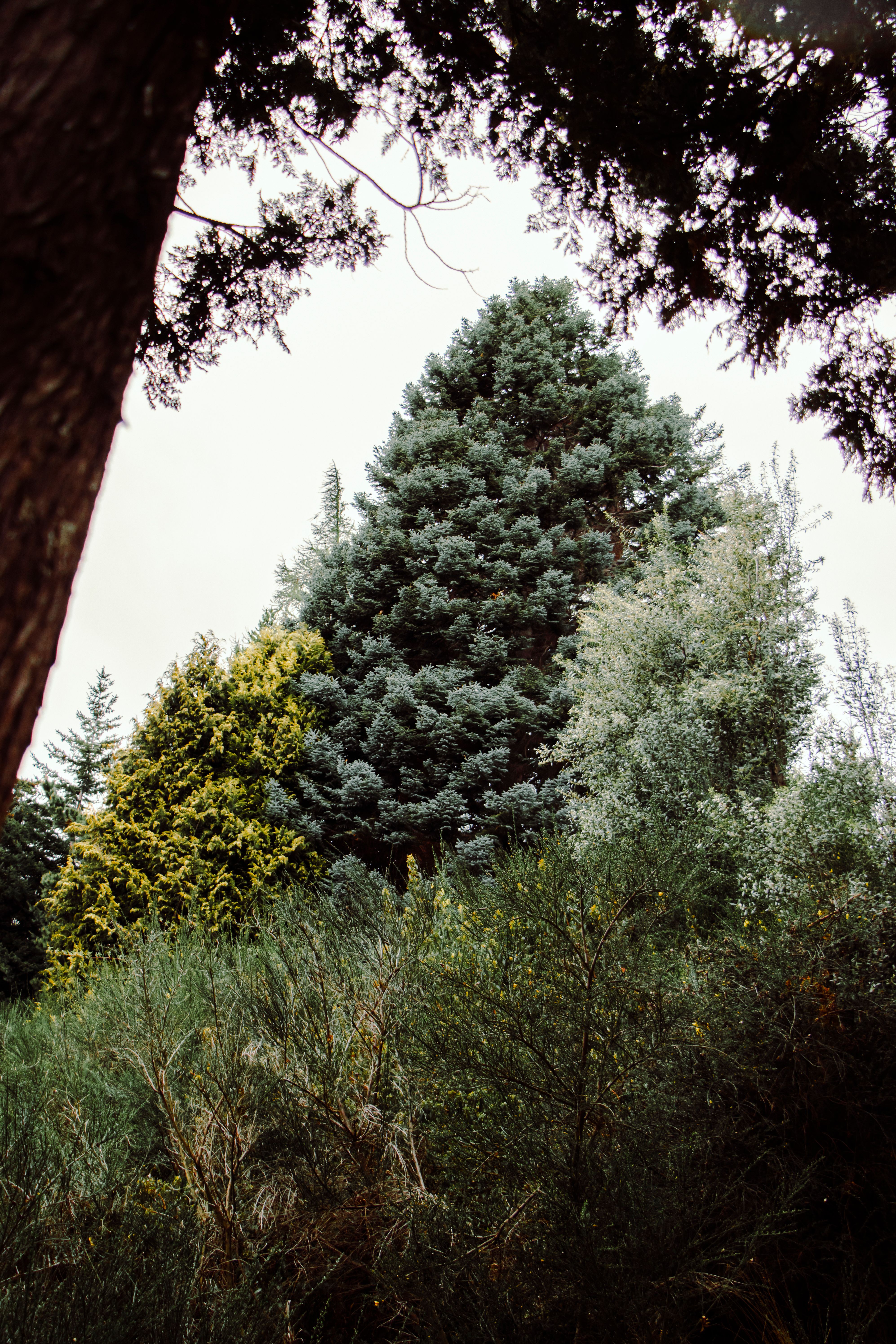 Green Trees and Bushes · Free Stock Photo