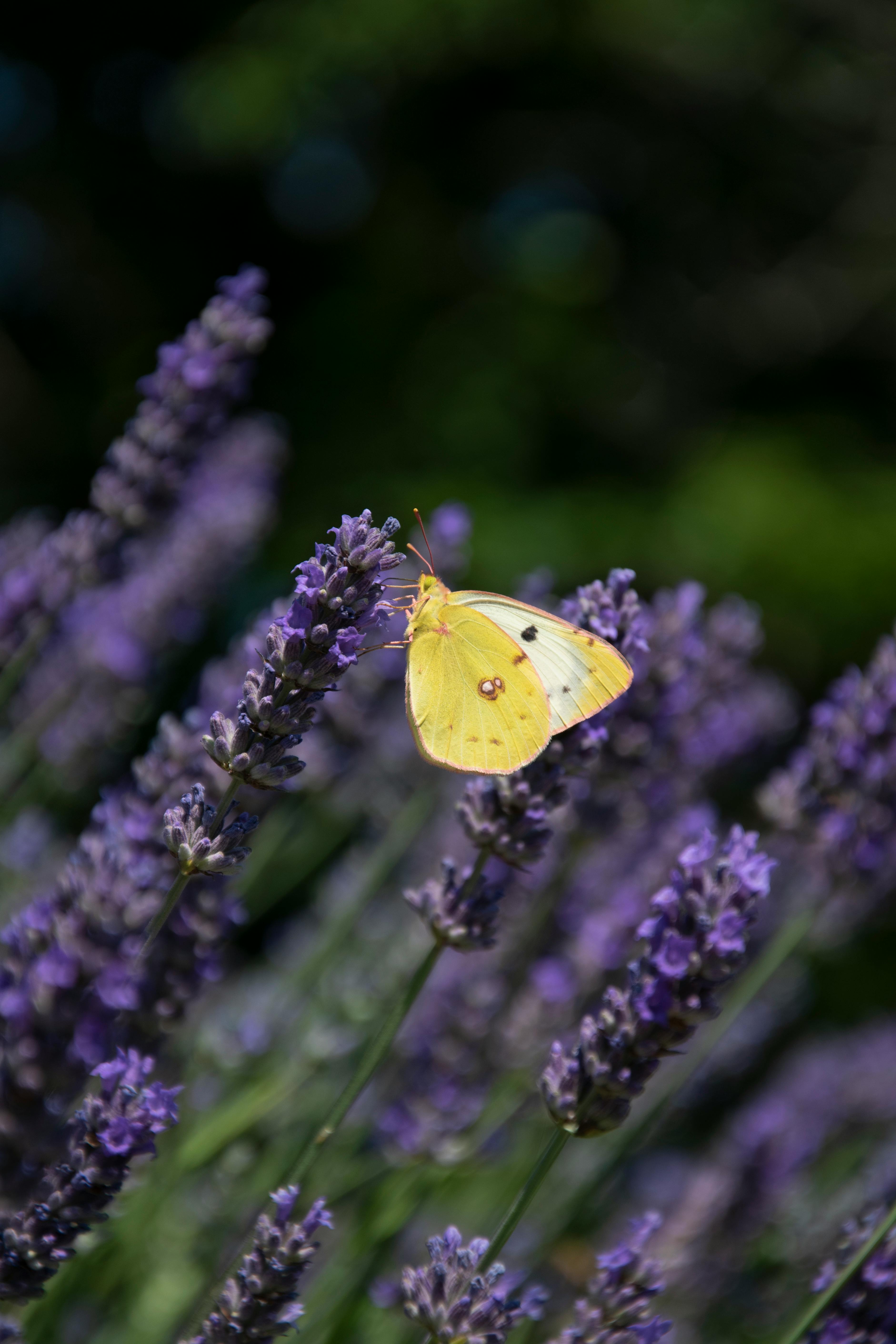 Lavender Backdrop Photos, Download The BEST Free Lavender Backdrop ...