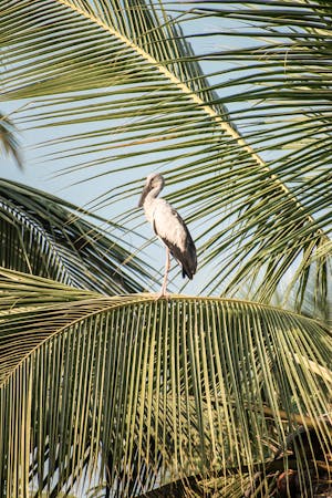 Tropical Nature Photos, Download The BEST Free Tropical Nature Stock ...