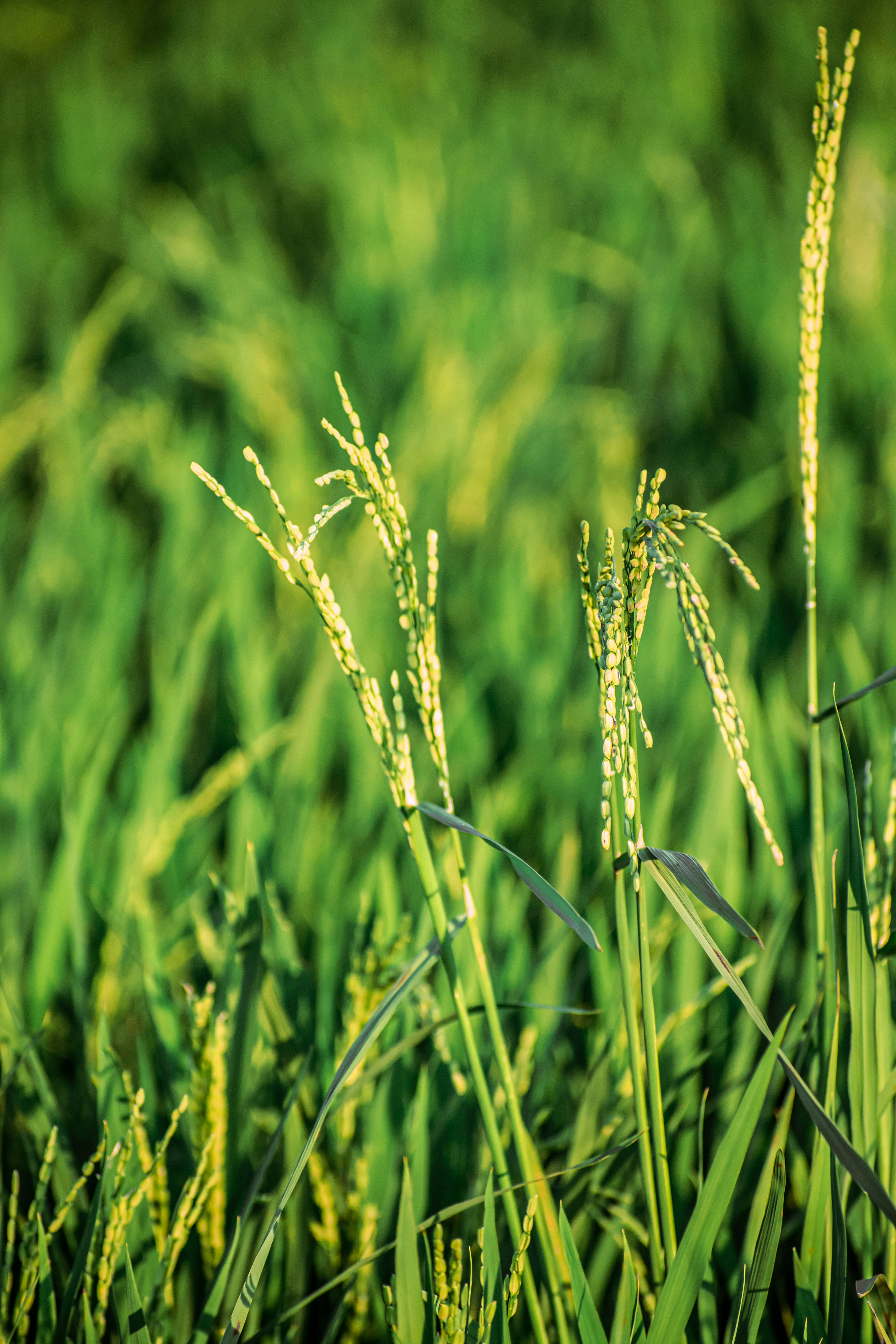 Green Grasses on Ground · Free Stock Photo