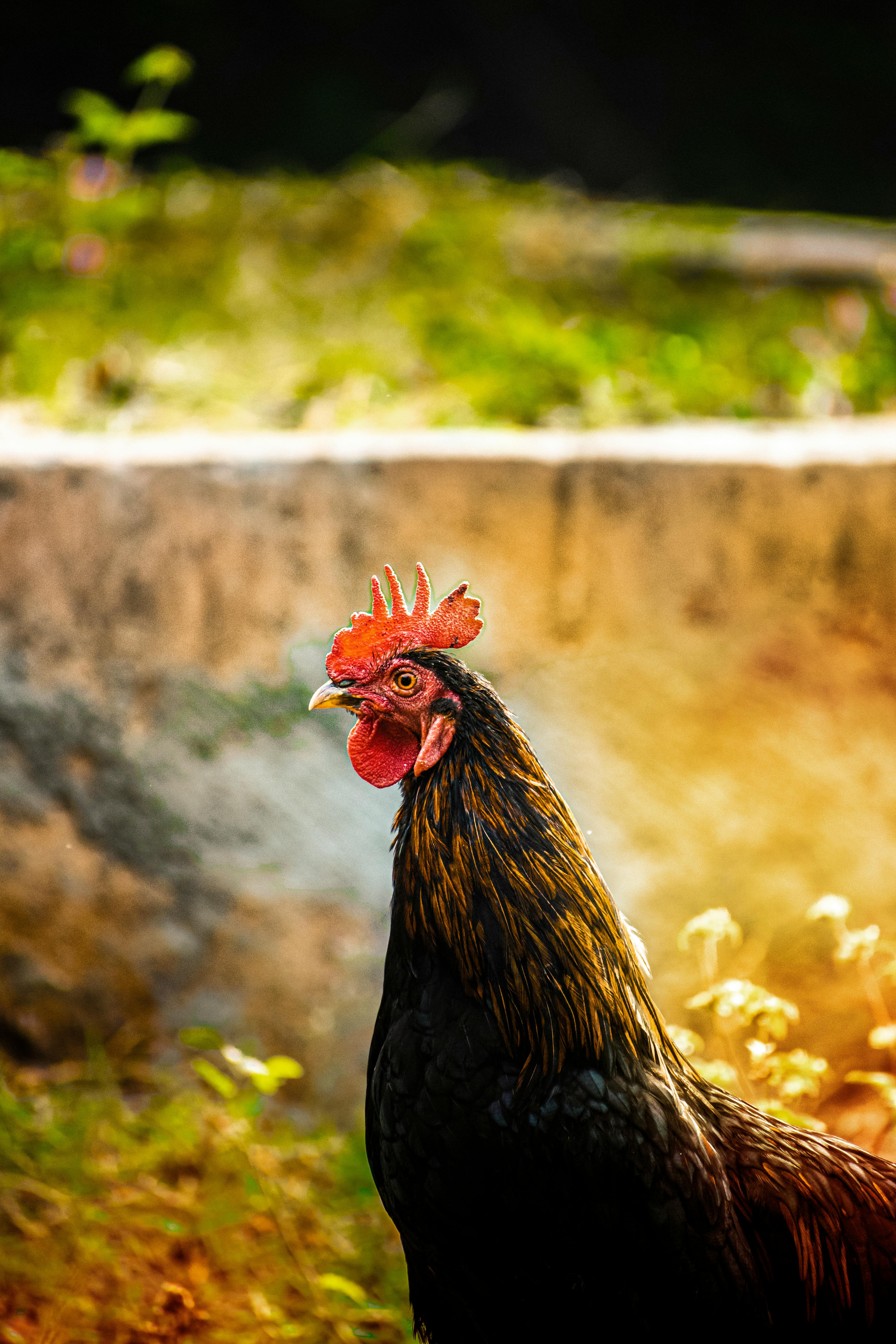 Rooster with Red Wattles · Free Stock Photo