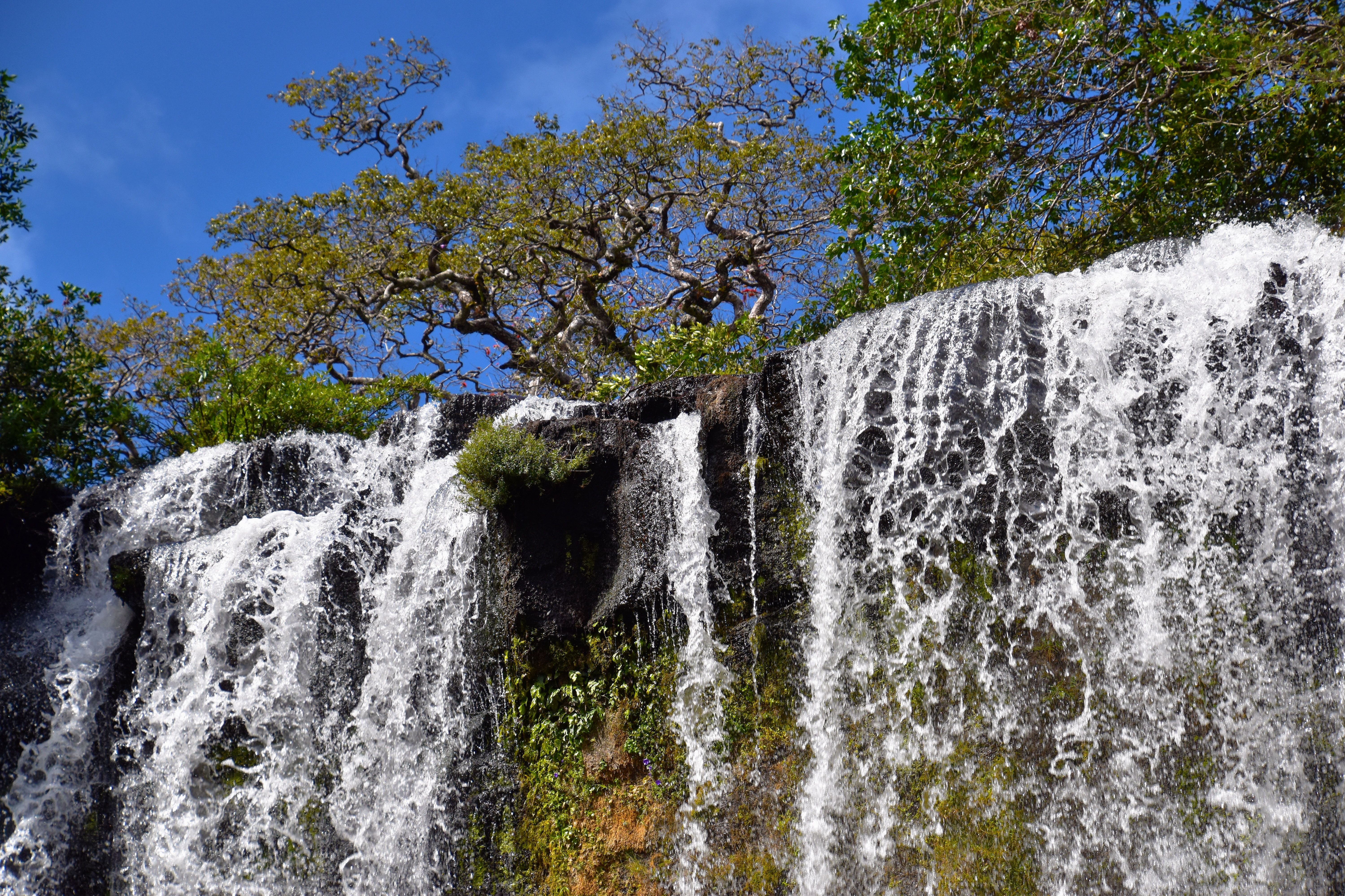 Trees over Waterfall · Free Stock Photo