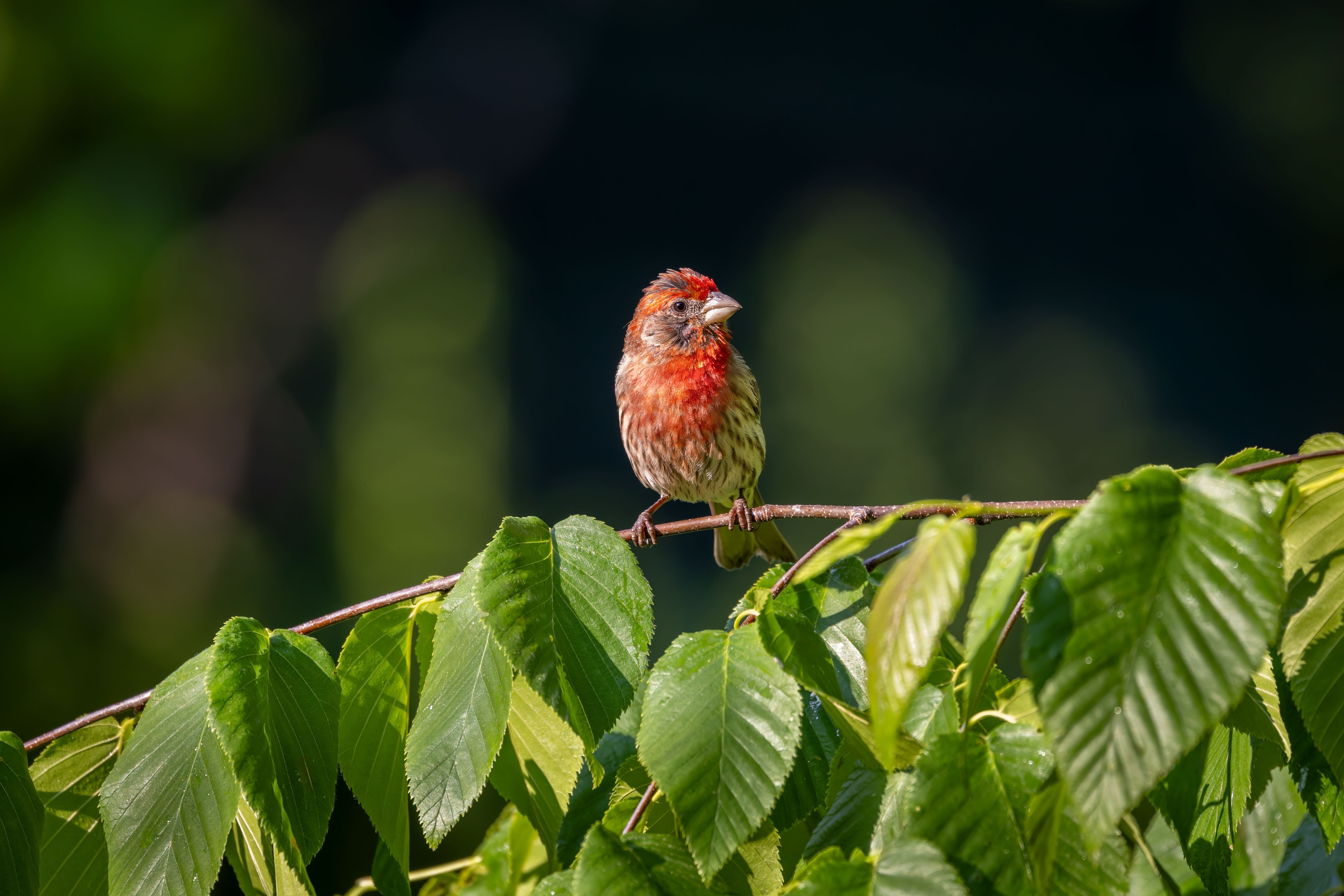Red House Finch Bird Sitting on a Twig · Free Stock Photo