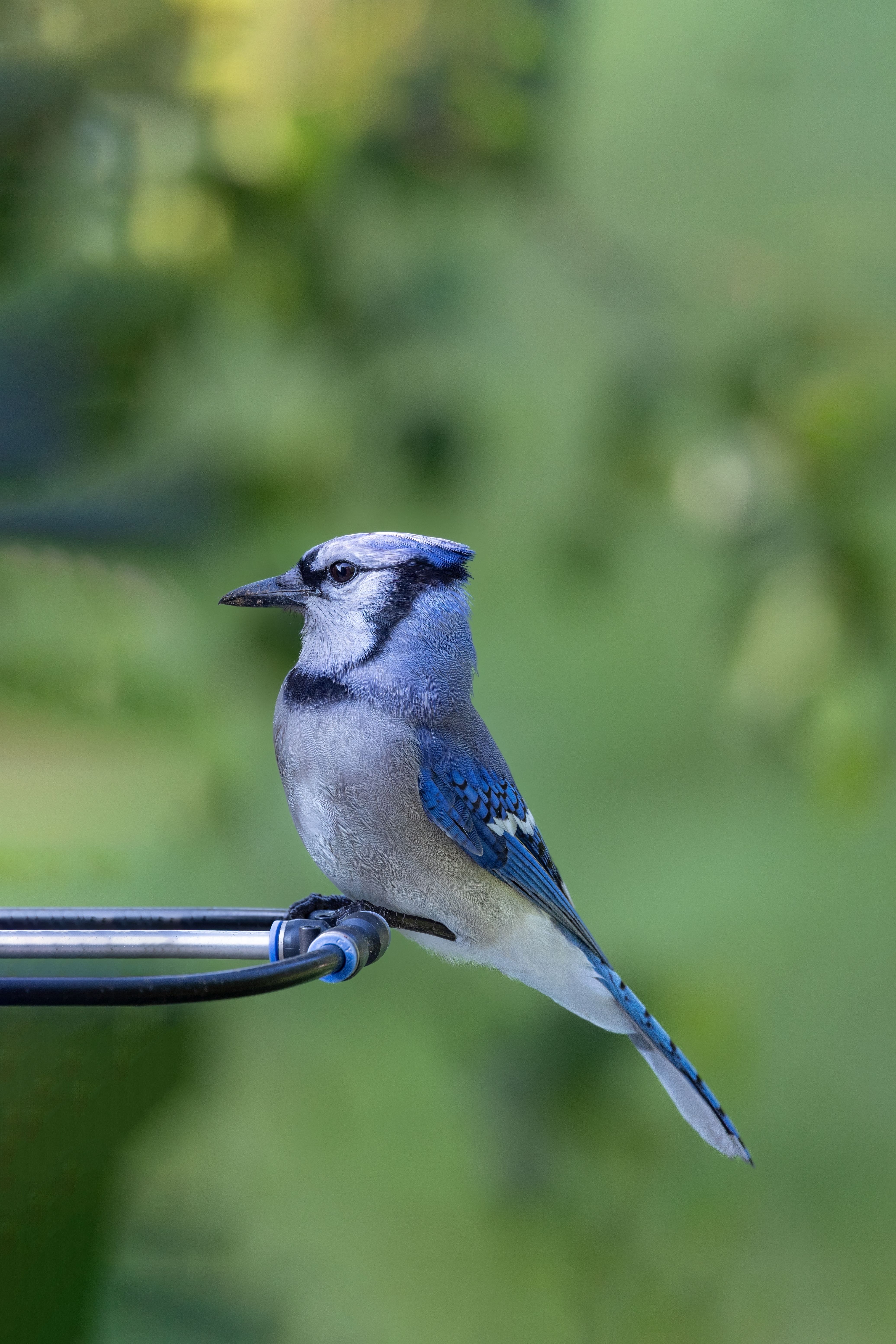 Close-up Photo of a Blue Jay Bird · Free Stock Photo