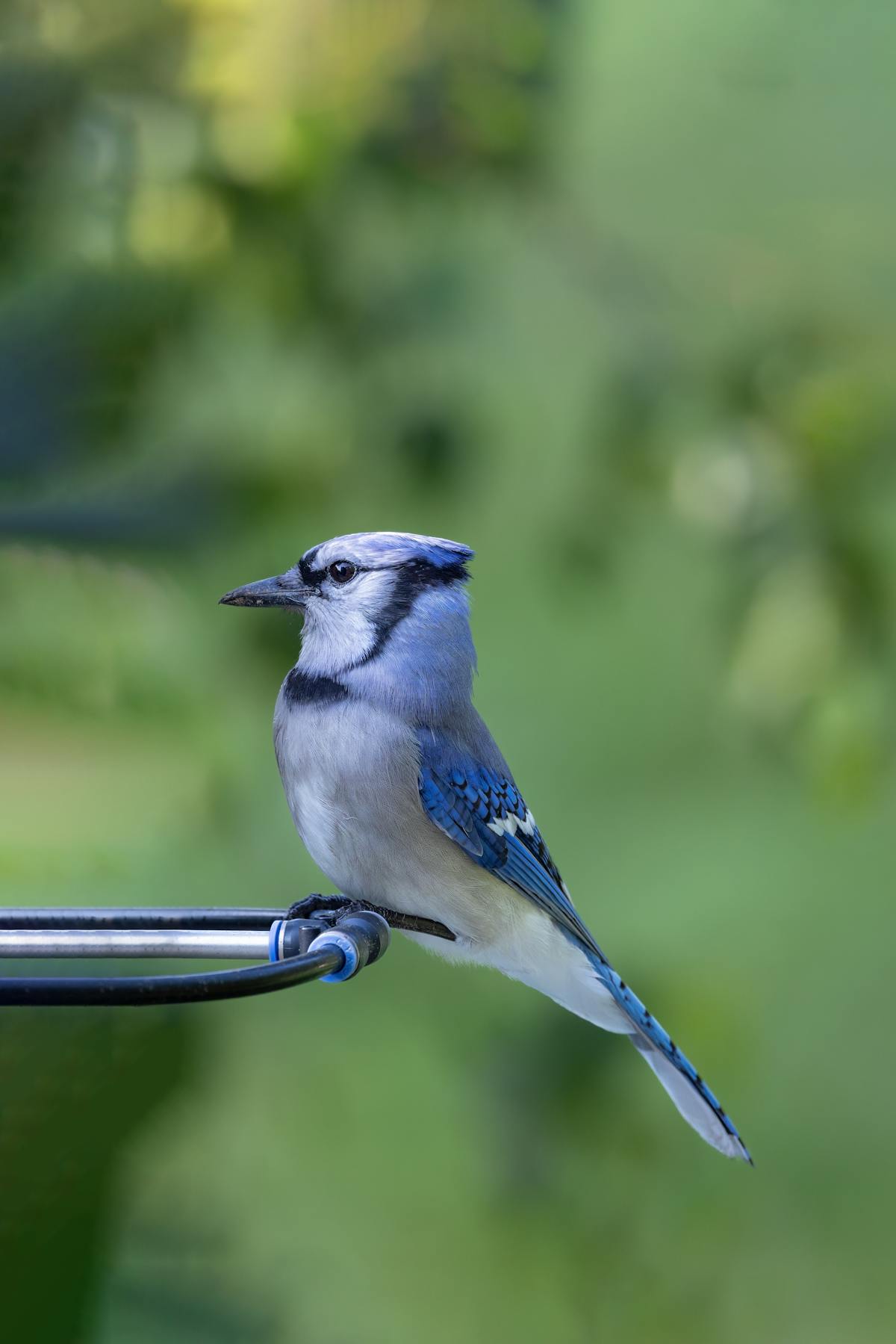 Blue Jay Photos, Download The BEST Free Blue Jay Stock Photos & HD Images