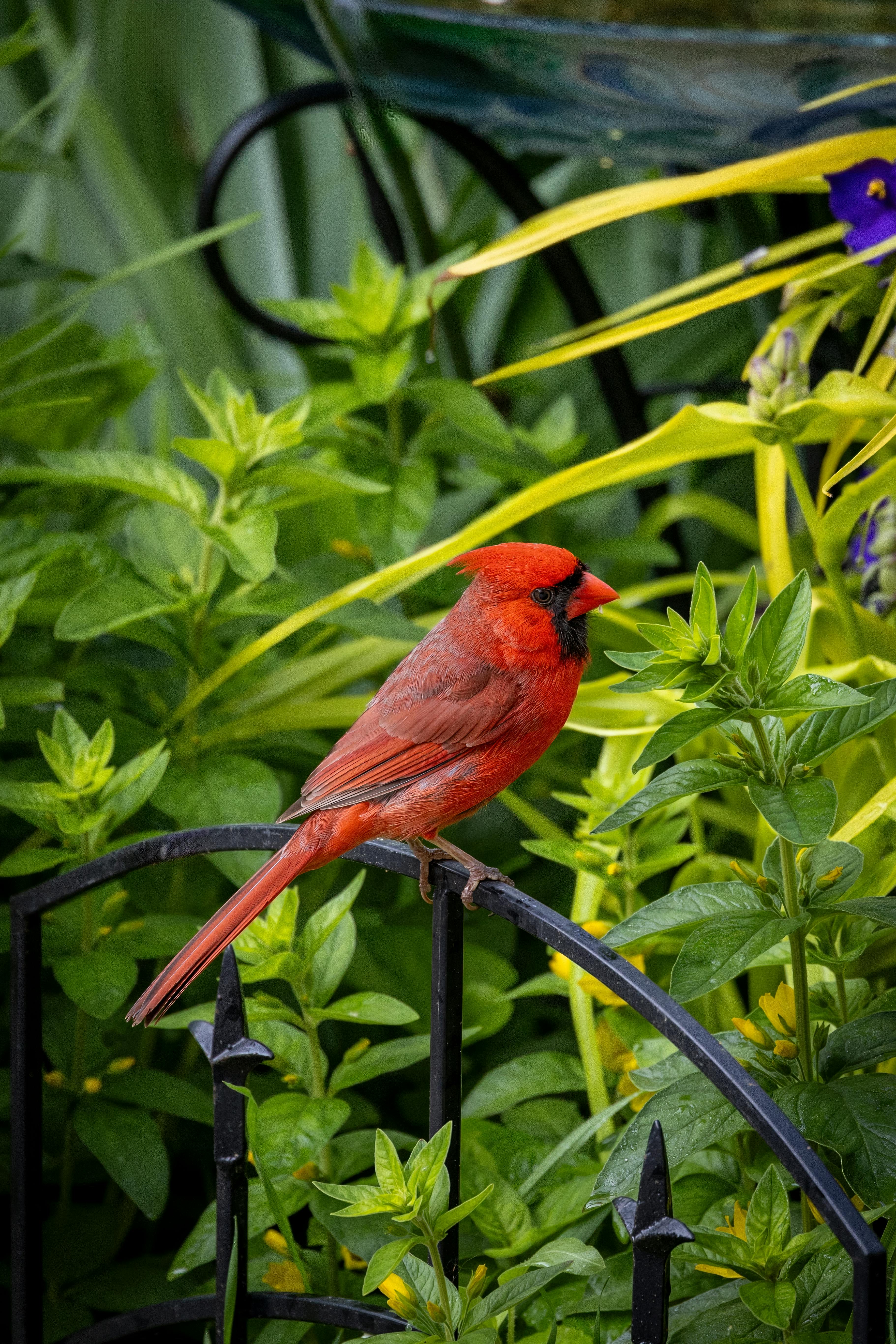 Red Cardinal Bird · Free Stock Photo