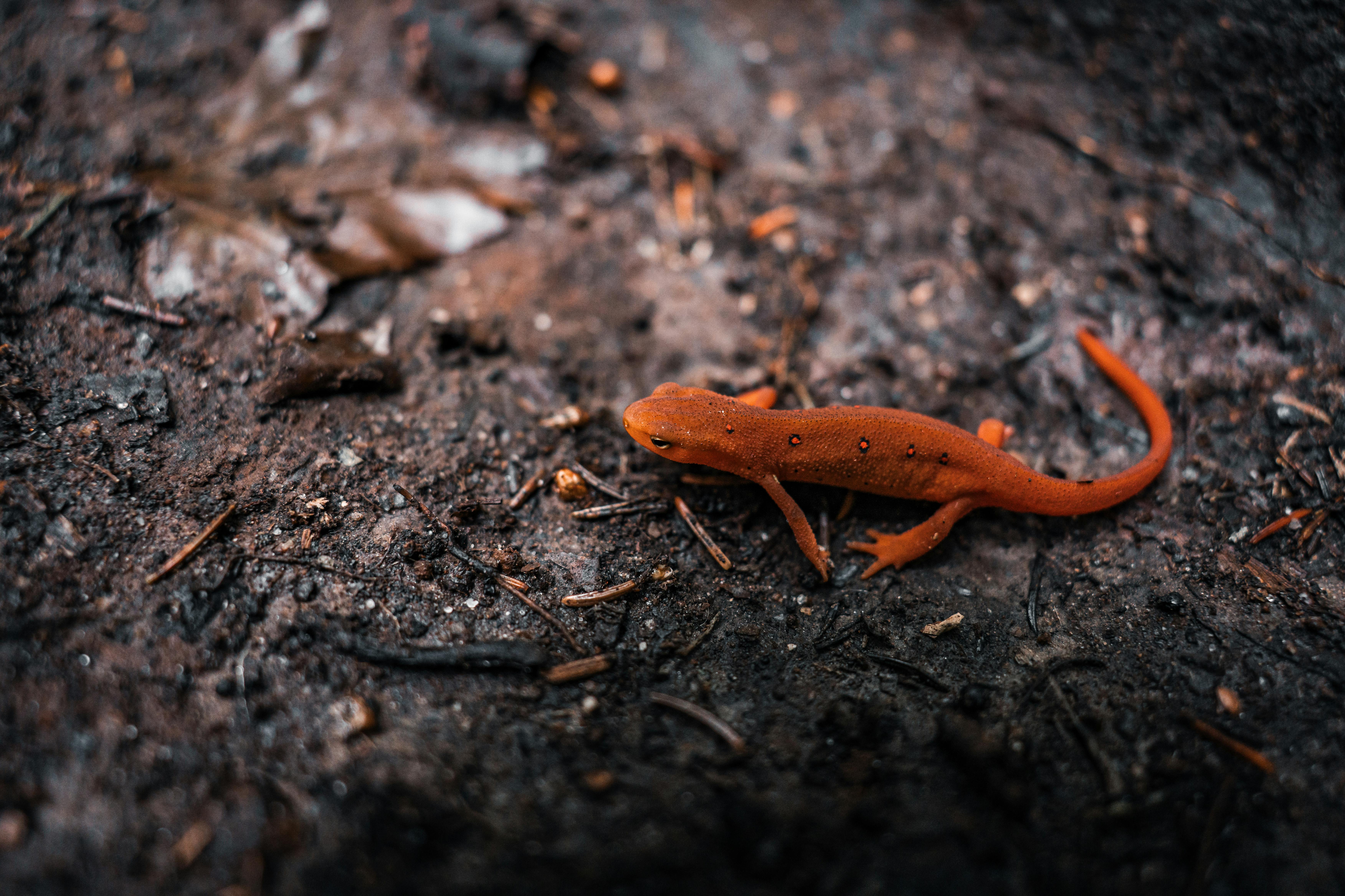 Eastern Newt on Ground · Free Stock Photo