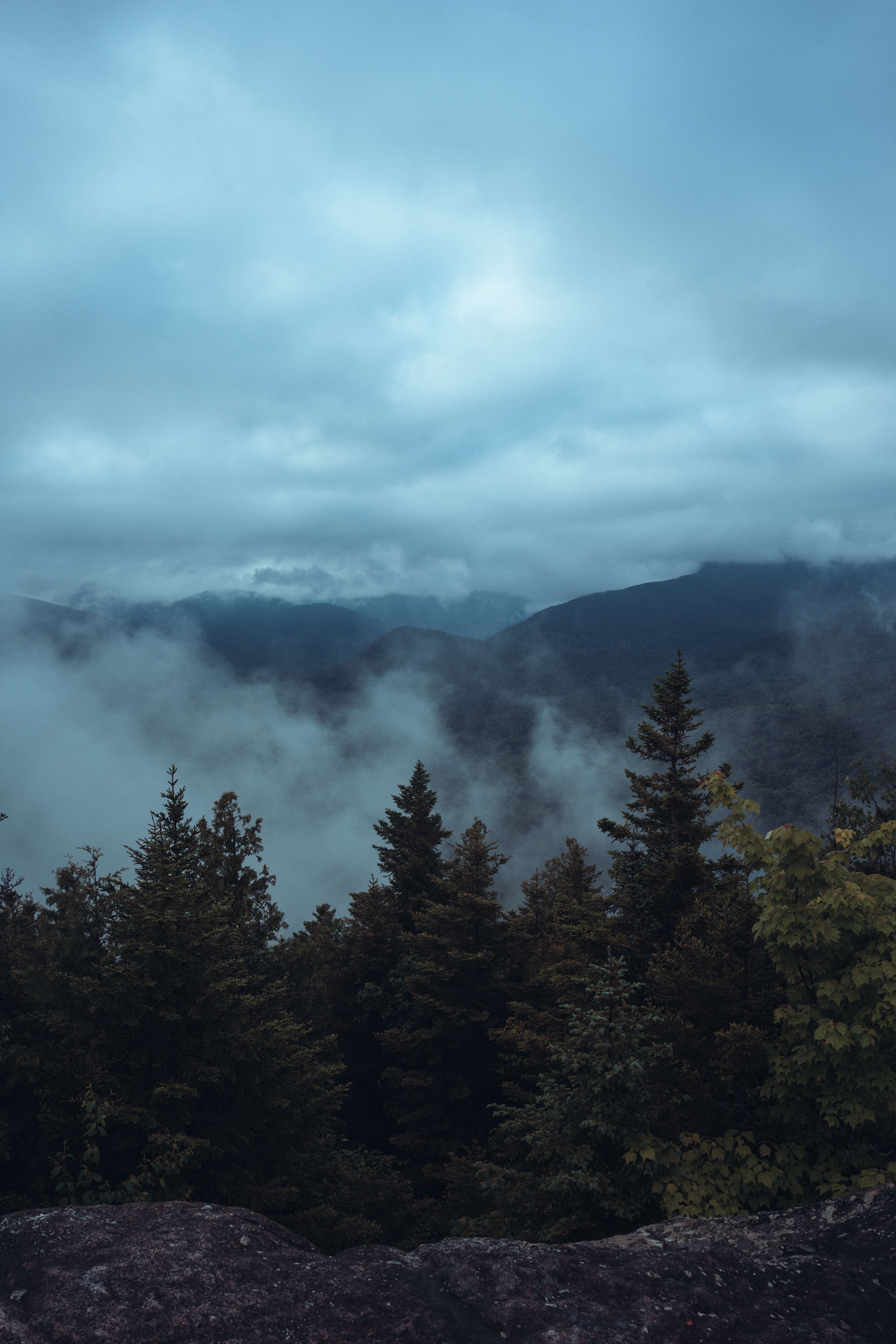Overcast over Evergreen Forest · Free Stock Photo
