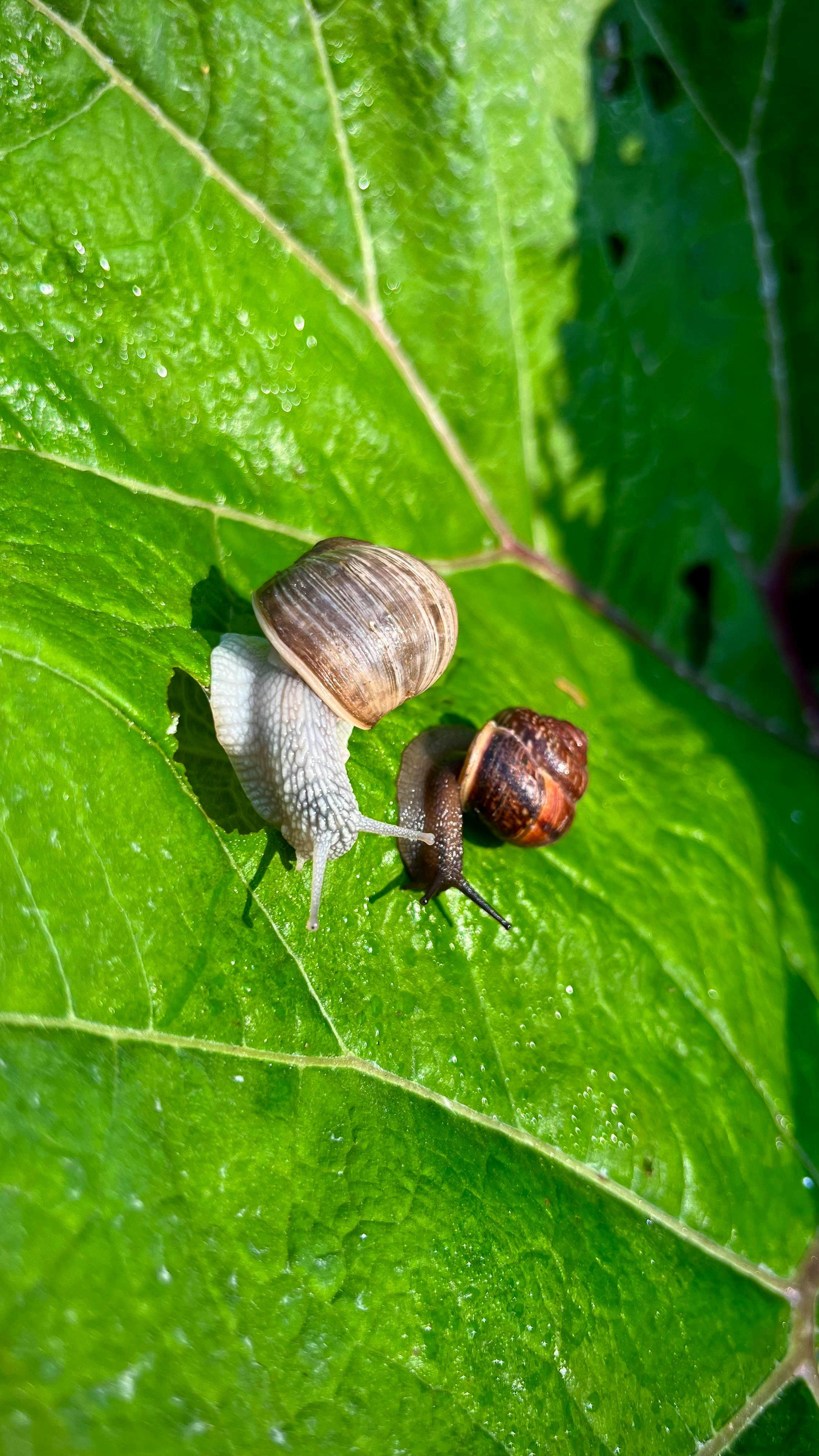 Snails Photos, Download The BEST Free Snails Stock Photos & HD Images