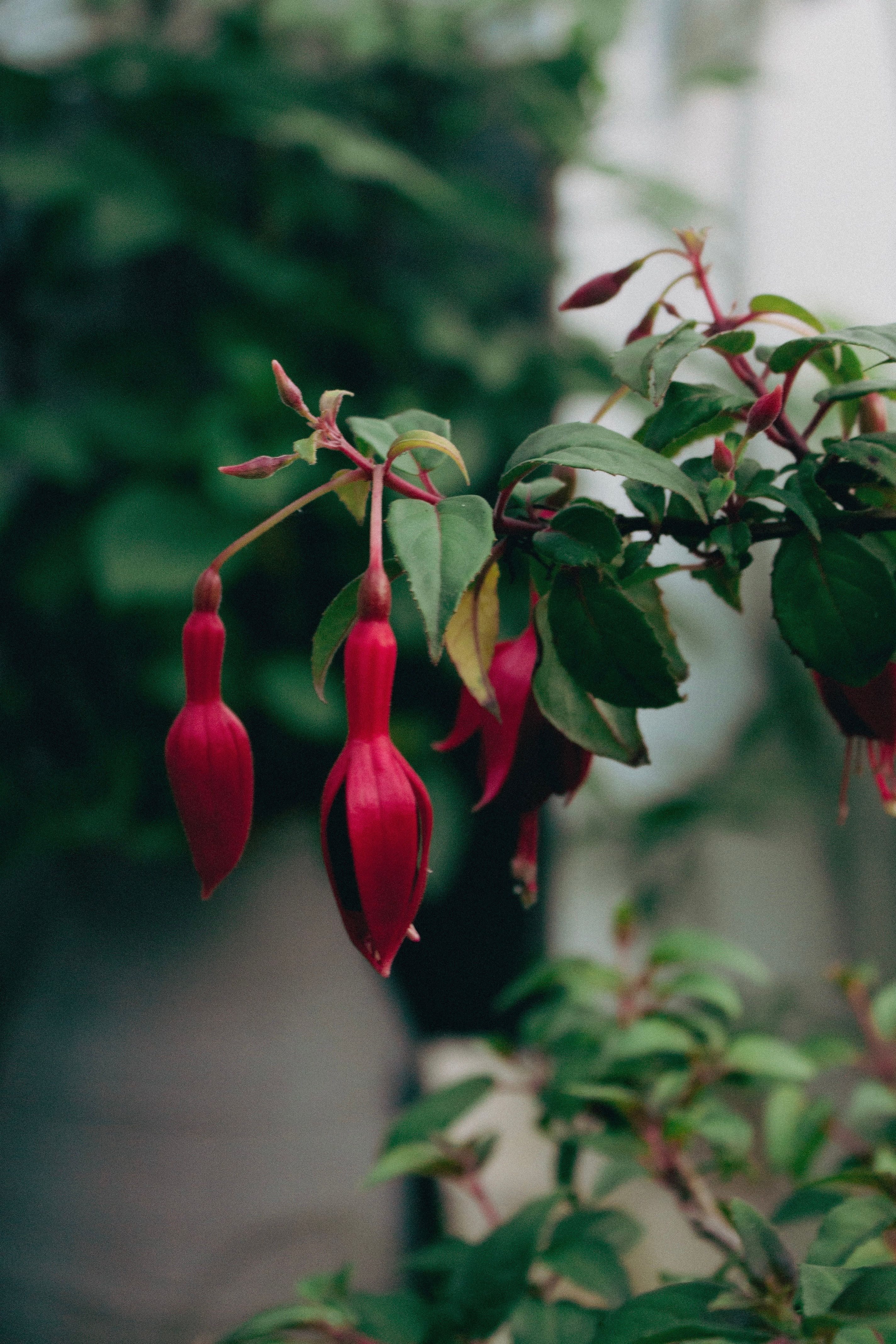 Hummingbird Fuchsia Photos, Download The BEST Free Hummingbird Fuchsia ...
