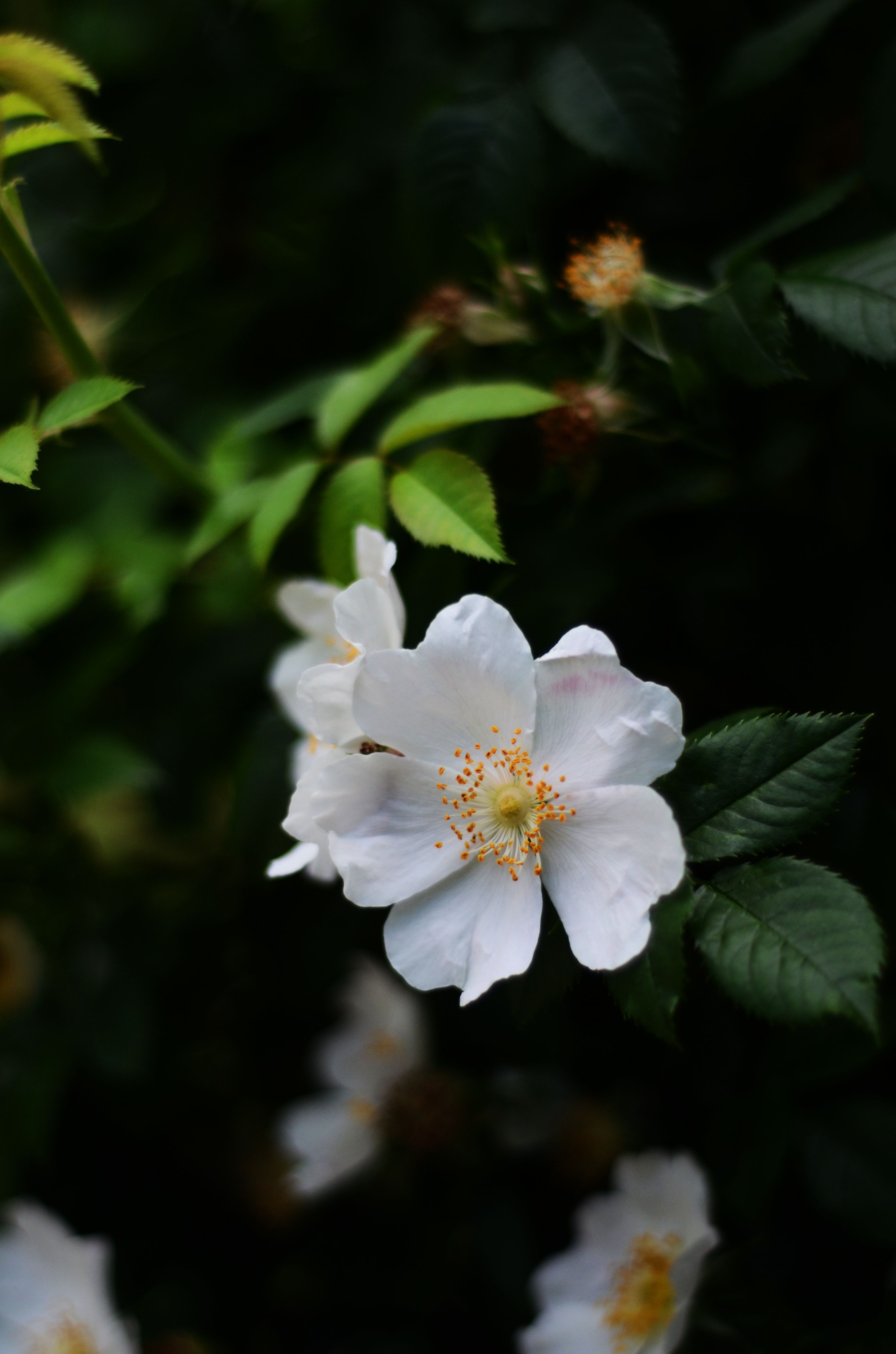 White Dog Rose · Free Stock Photo