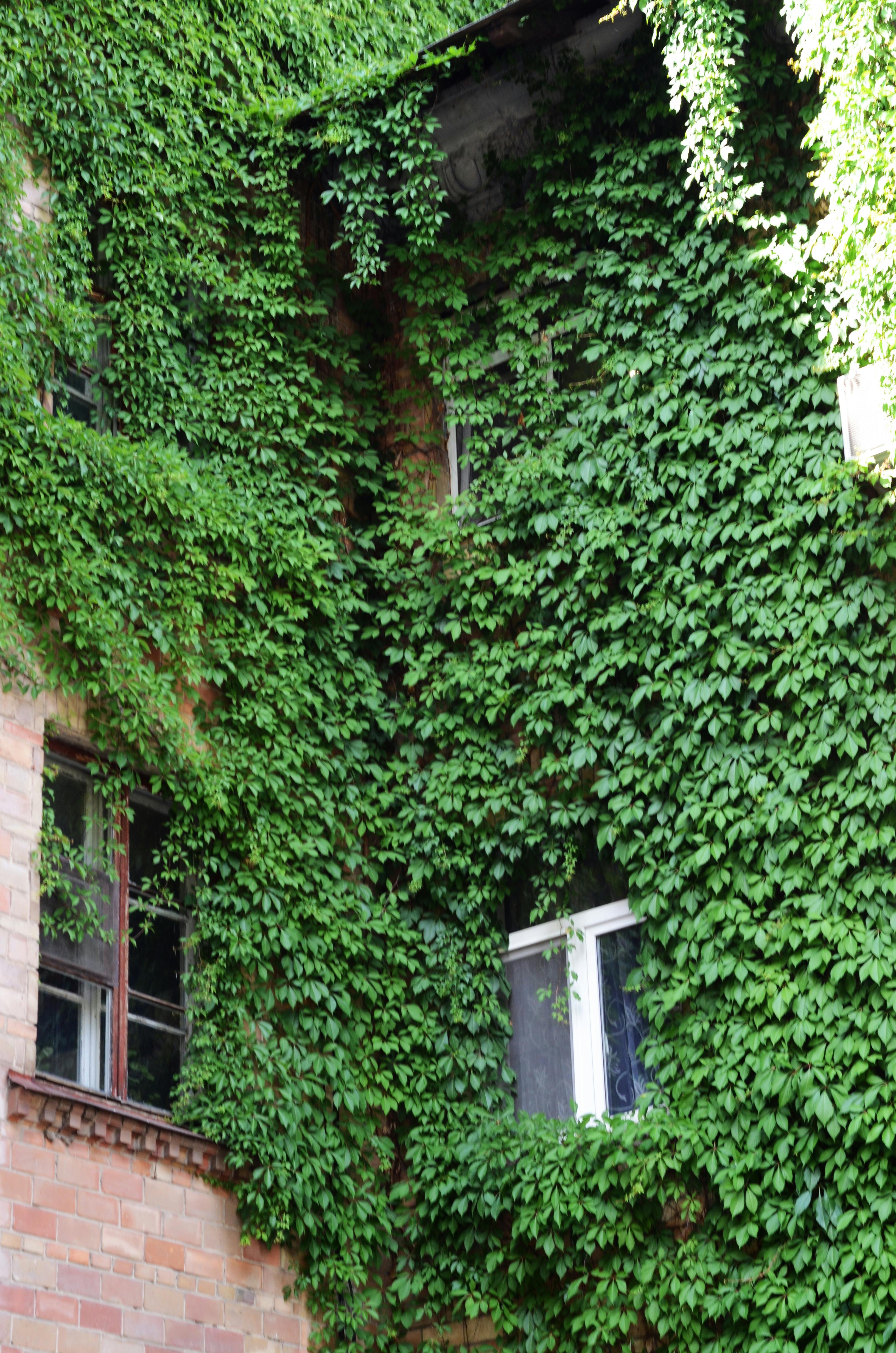 Building facade Covered with Ivy · Free Stock Photo