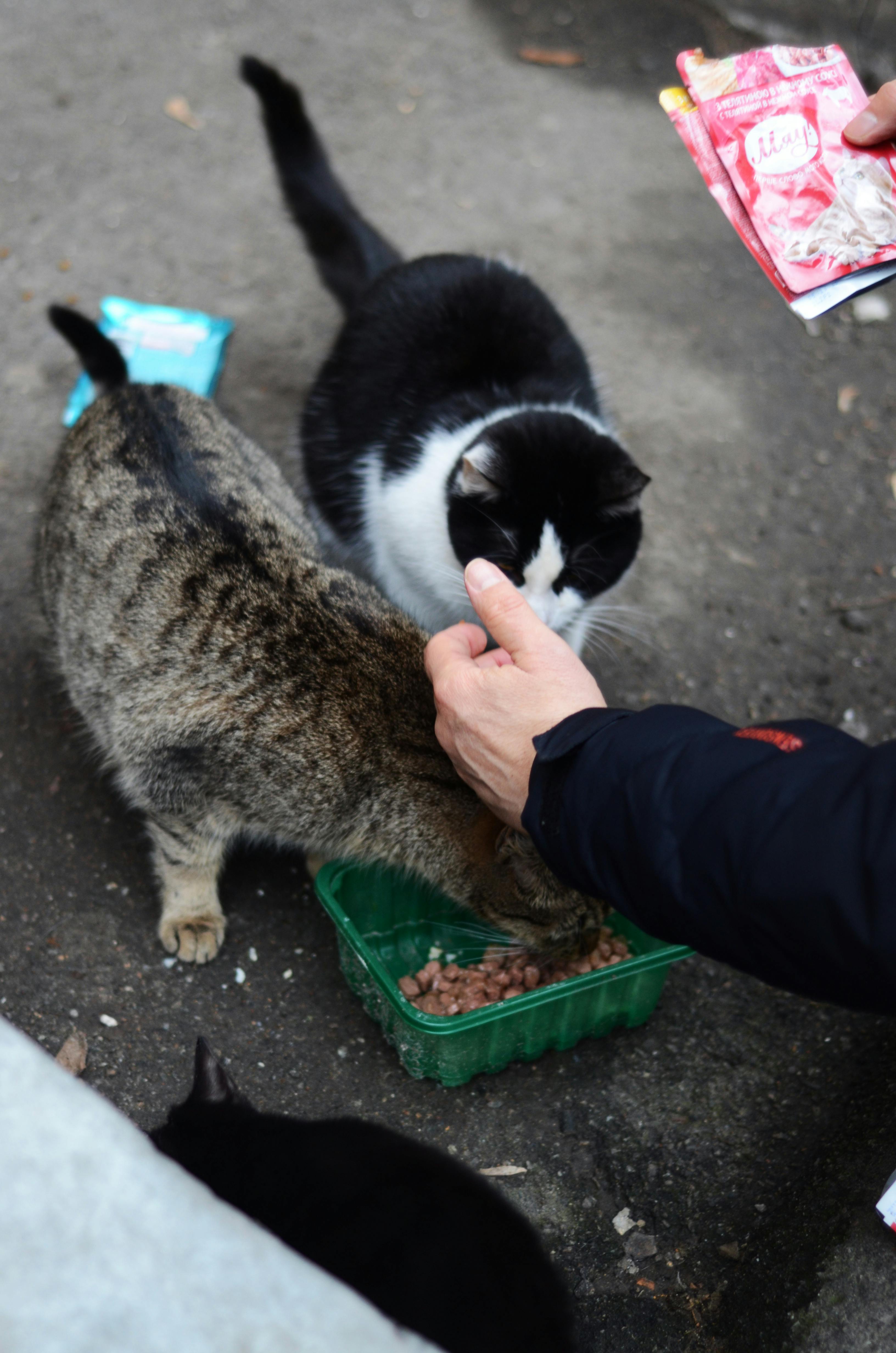 Hand Feeding and Patting Cats · Free Stock Photo