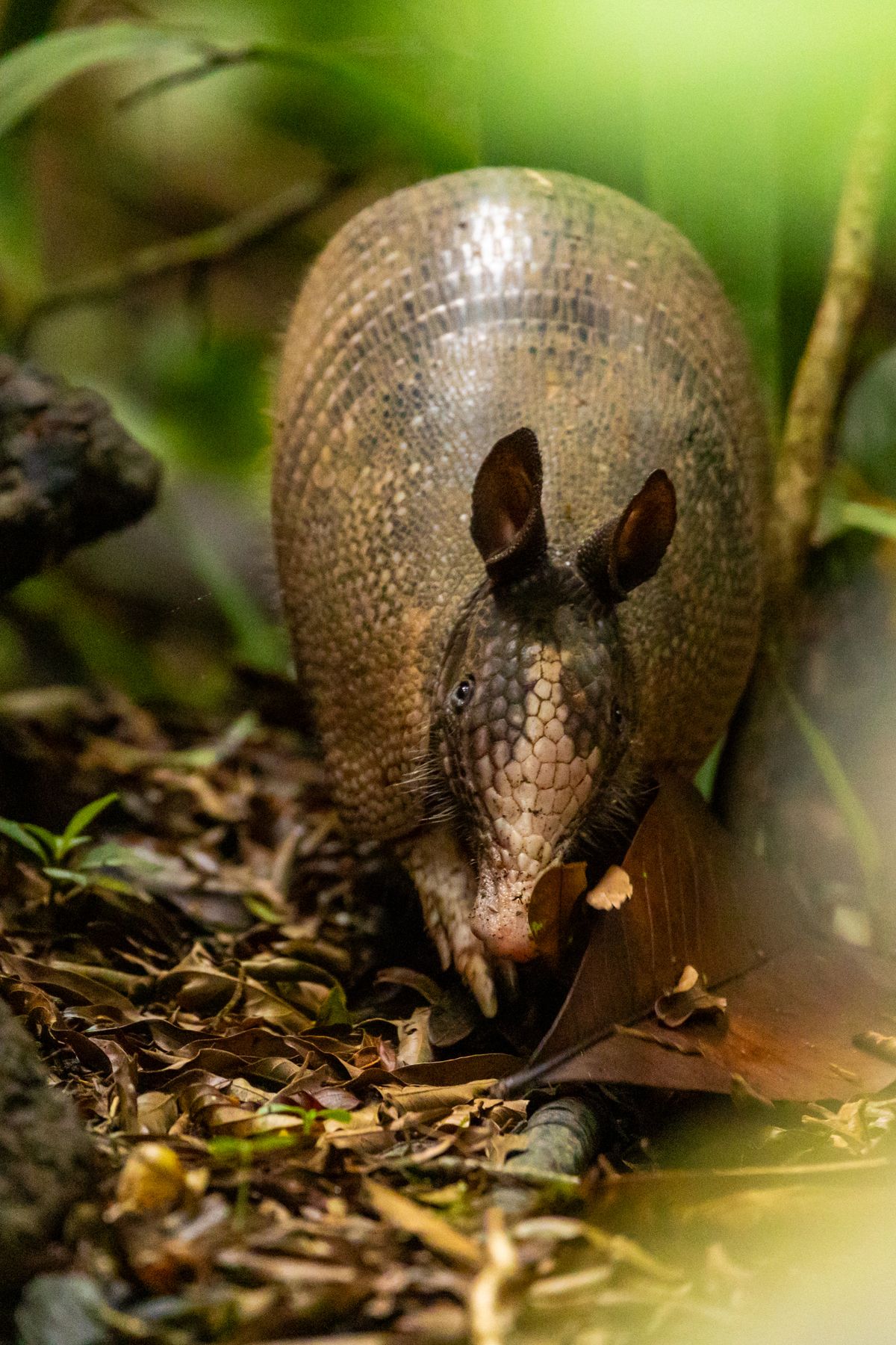 Armadillo Photos, Download The BEST Free Armadillo Stock Photos & HD Images