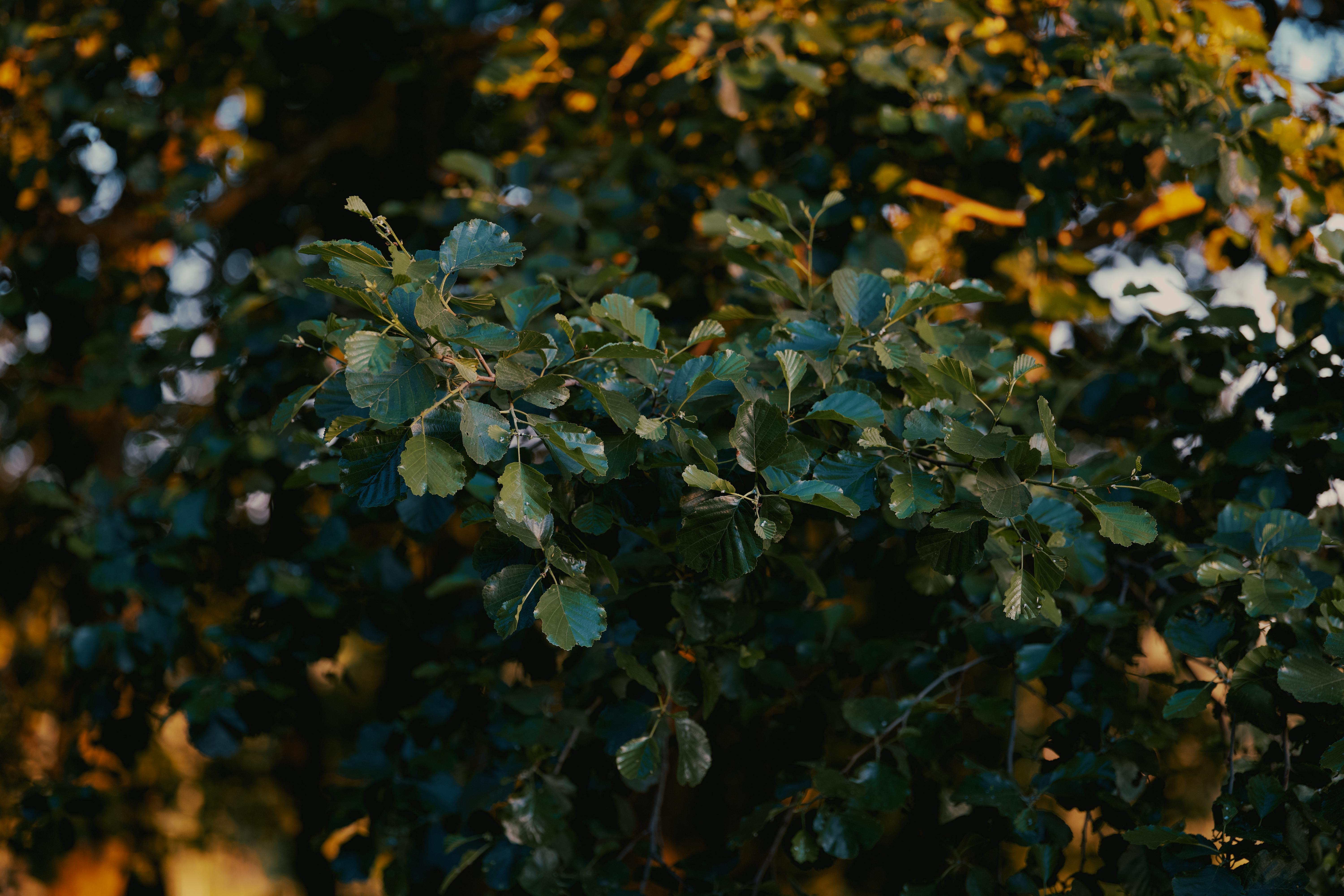 Dark, Green Leaves of Tree · Free Stock Photo
