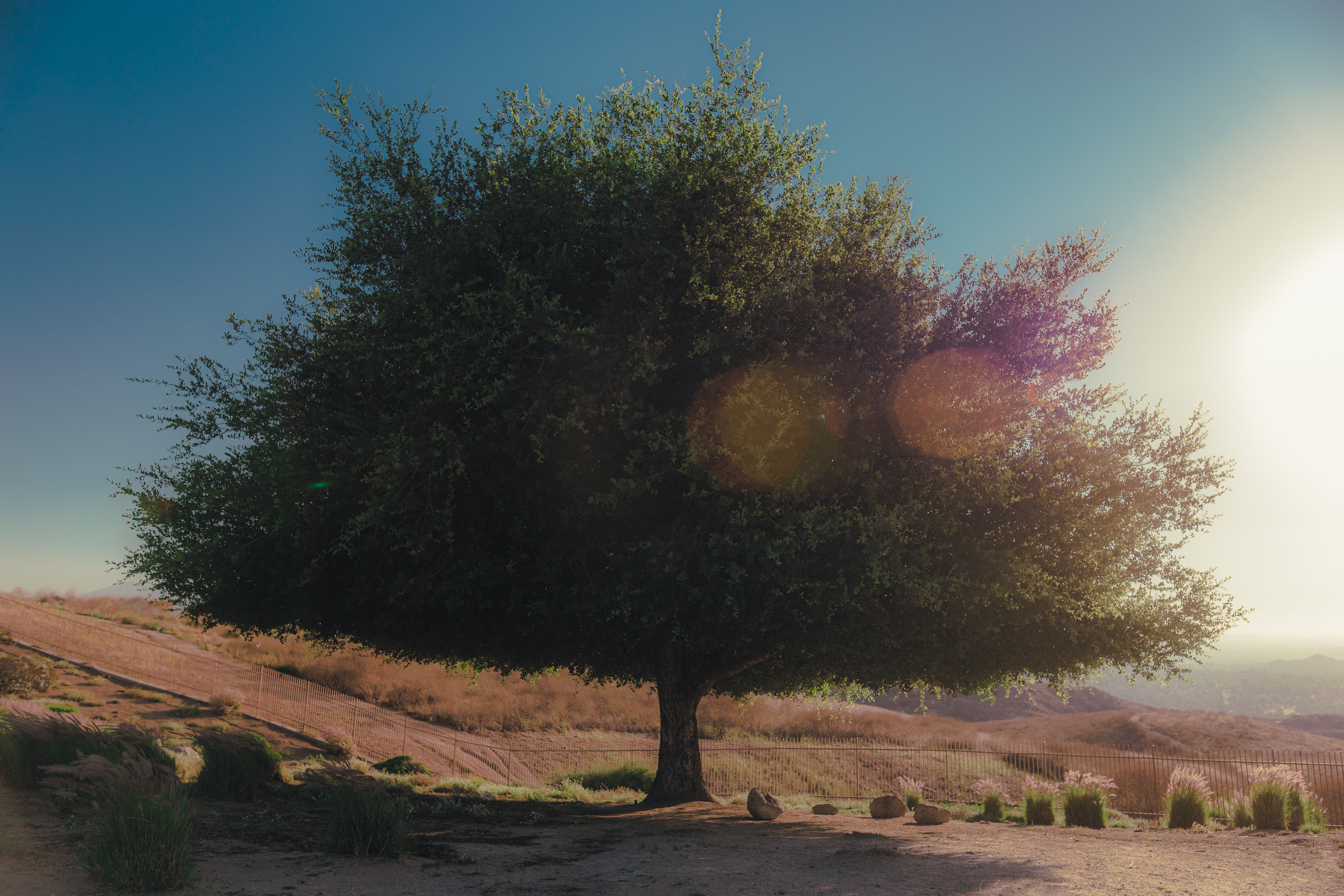 Sunlit Single Tree at Sunset · Free Stock Photo