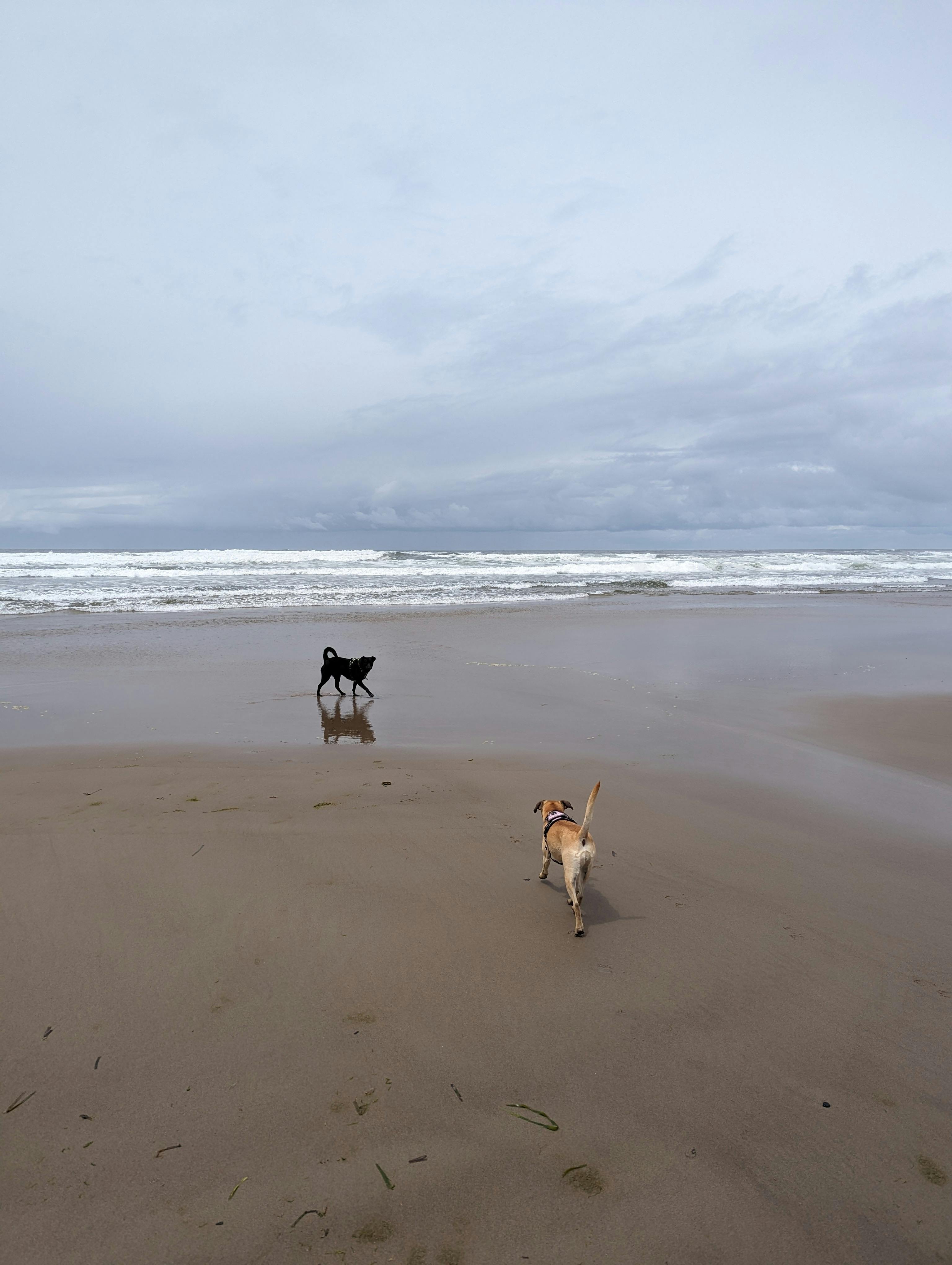 Two dogs running on the beach with the ocean in the background · Free ...