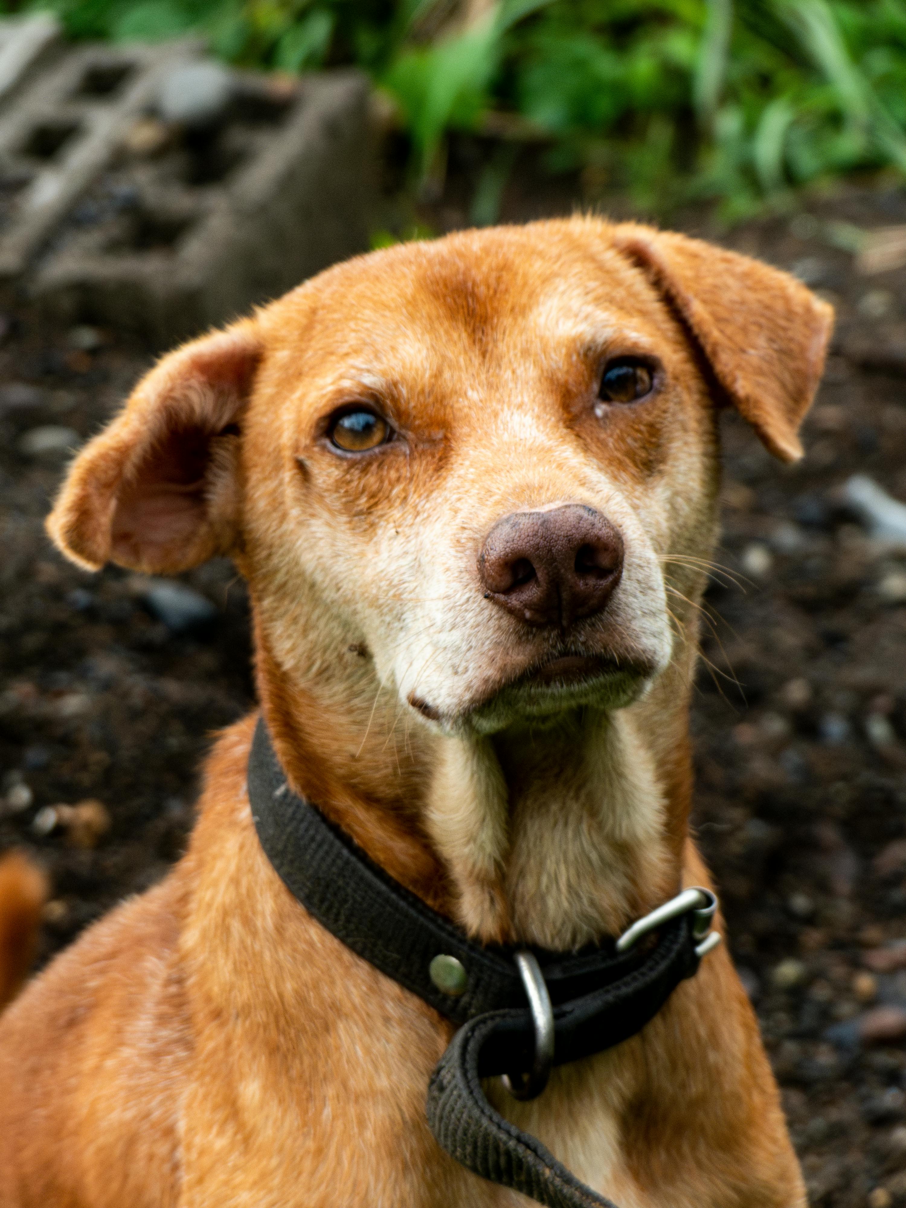 Dog near Tree · Free Stock Photo