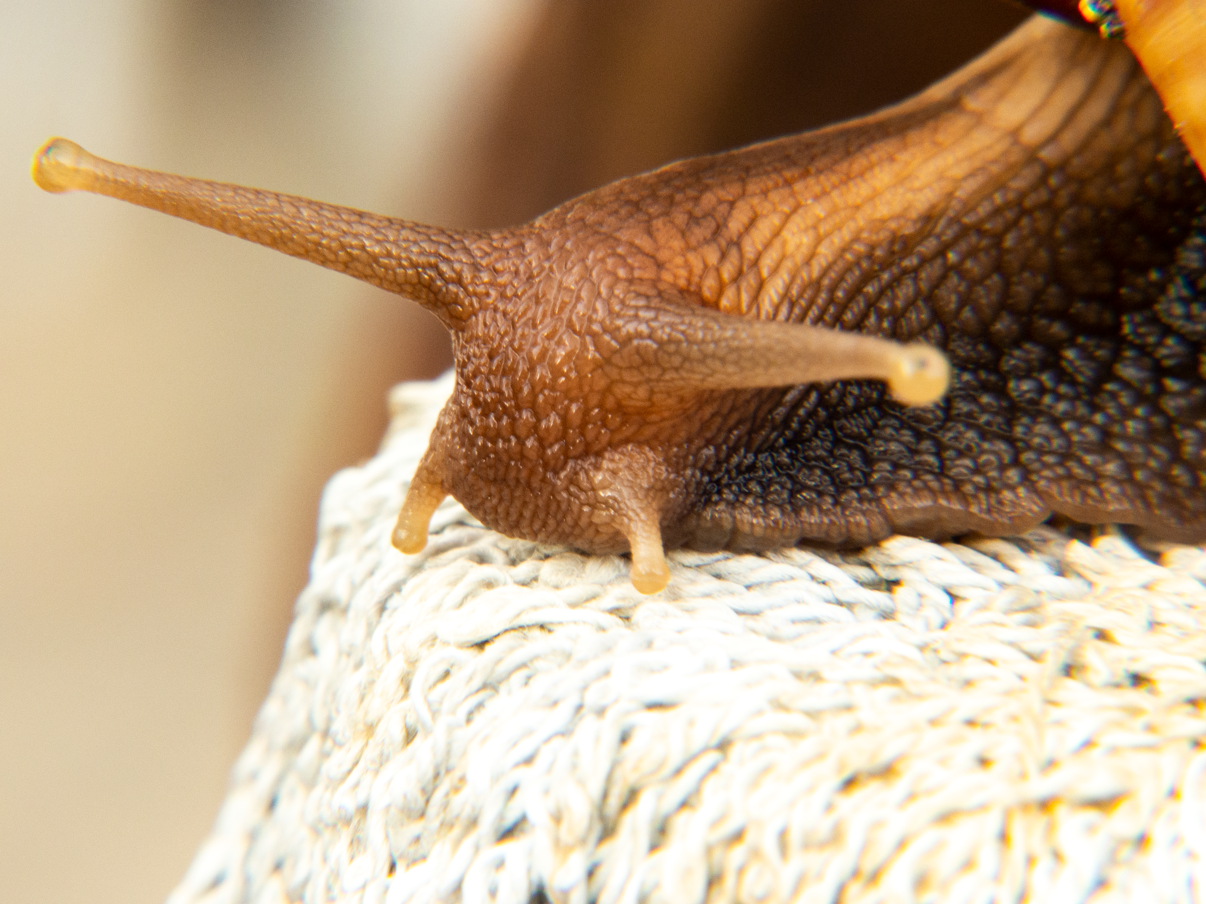 Extreme Close-up of Snail · Free Stock Photo