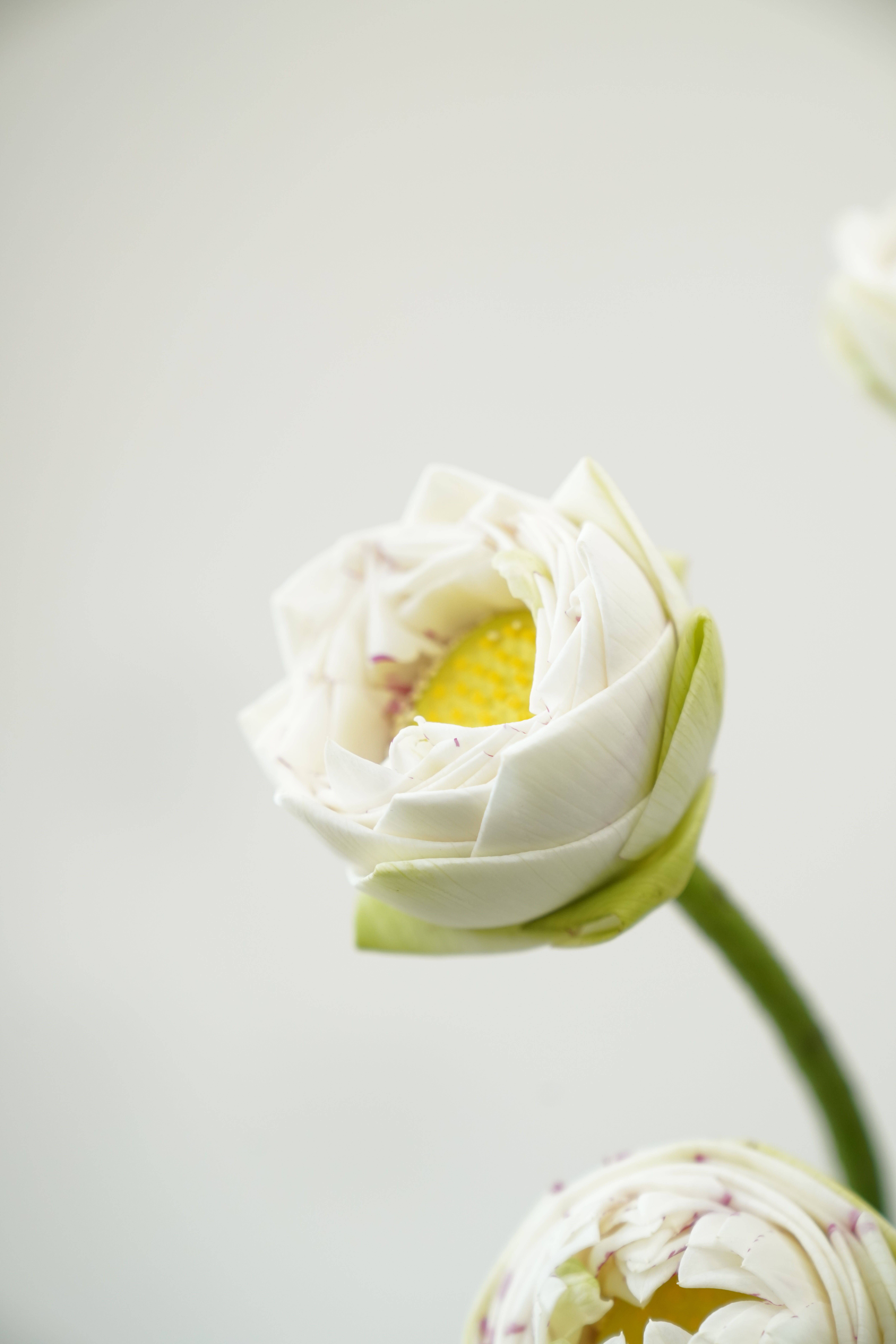 Head of Buttercup · Free Stock Photo