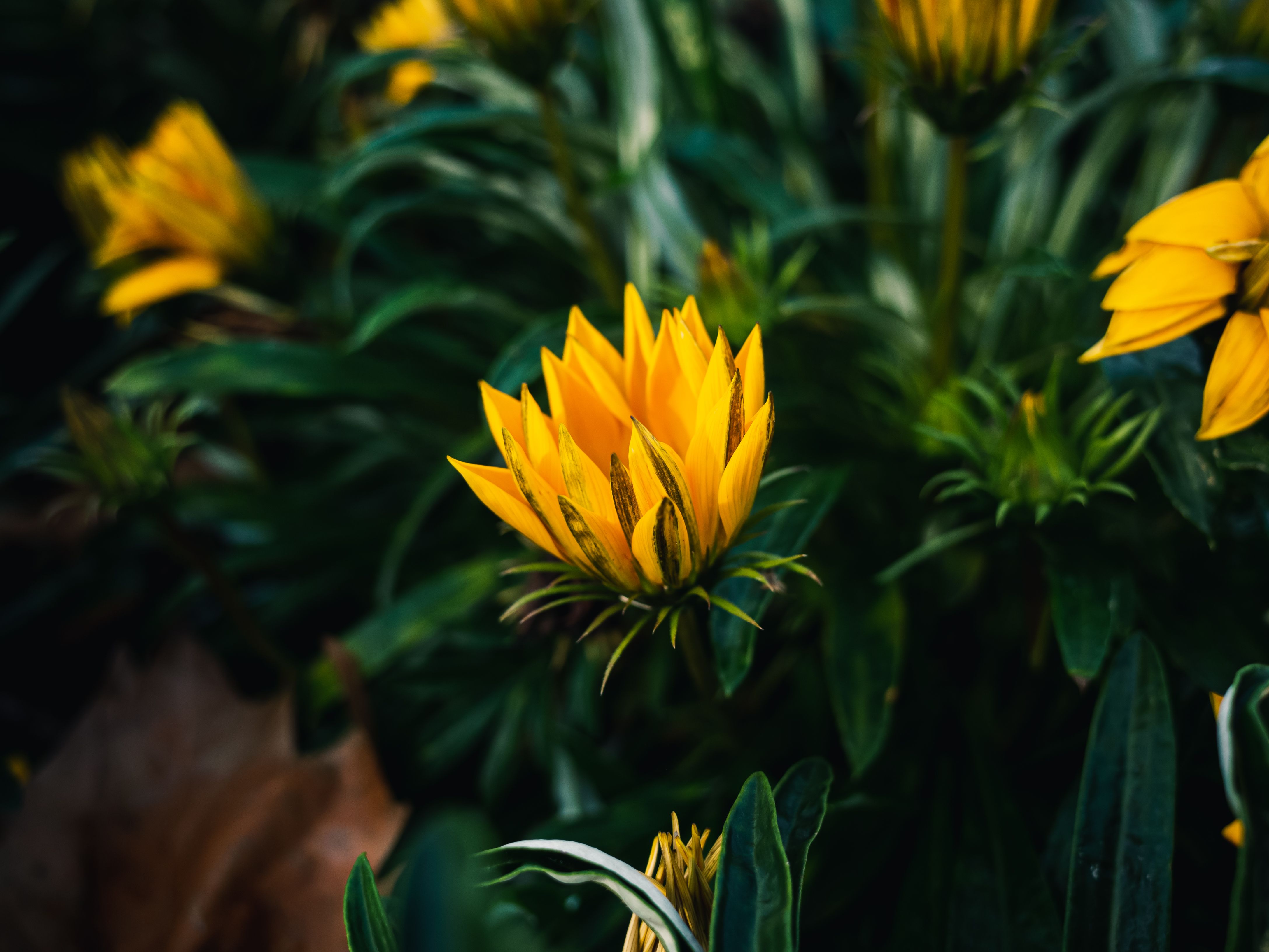 Flowering Treasure Flower Shrub · Free Stock Photo