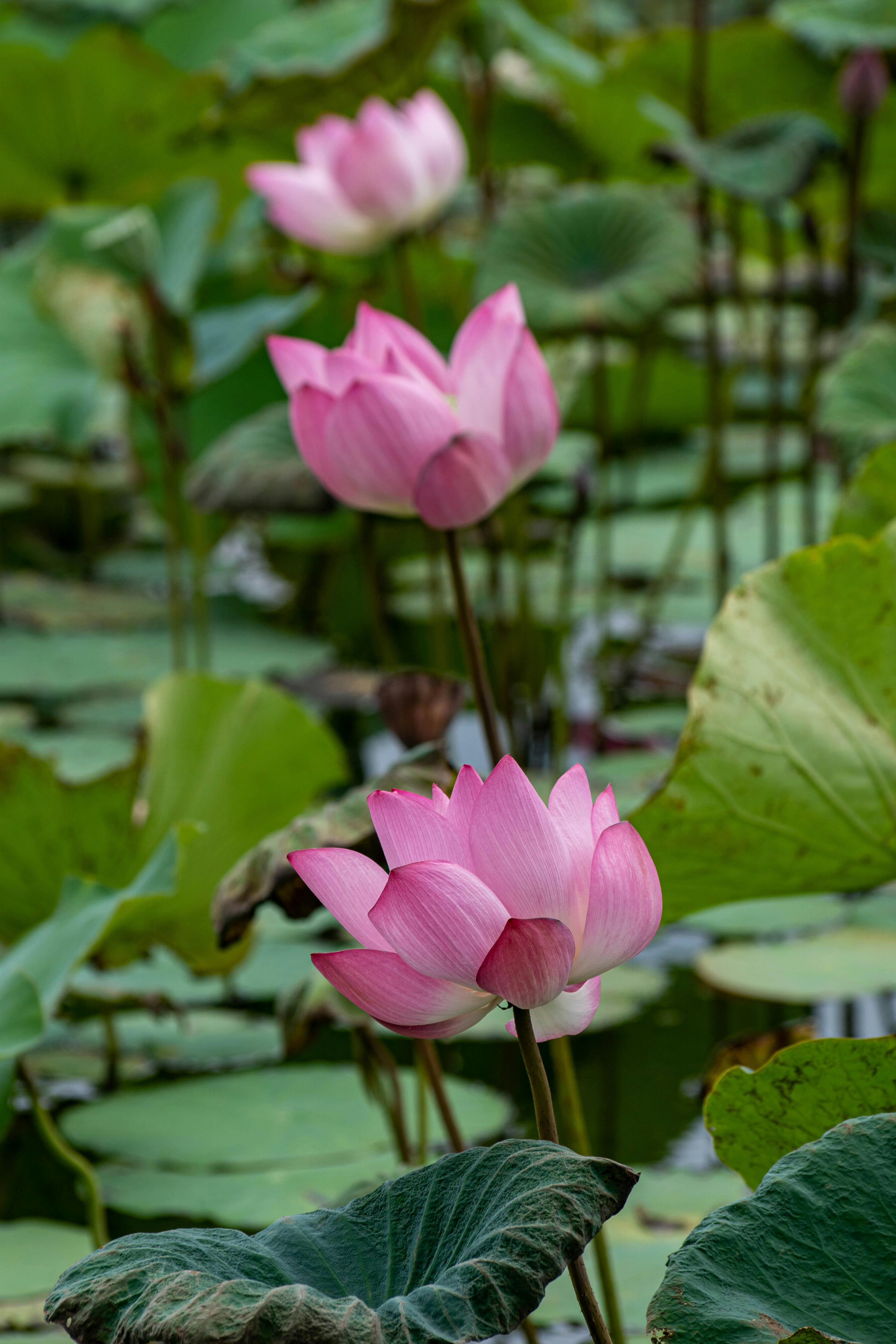 Pink Flowering Lotus · Free Stock Photo