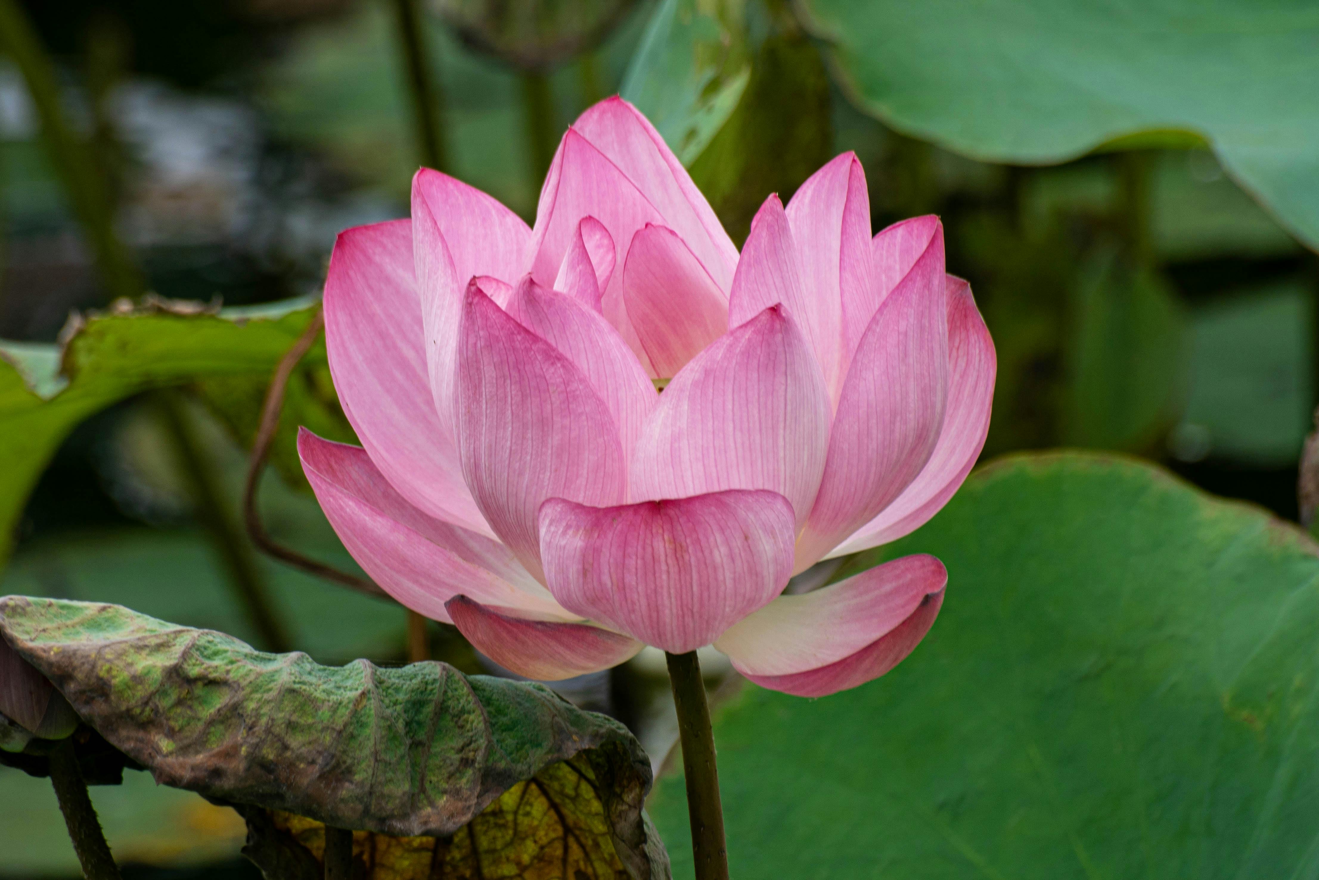 Two Lotus Flowers · Free Stock Photo
