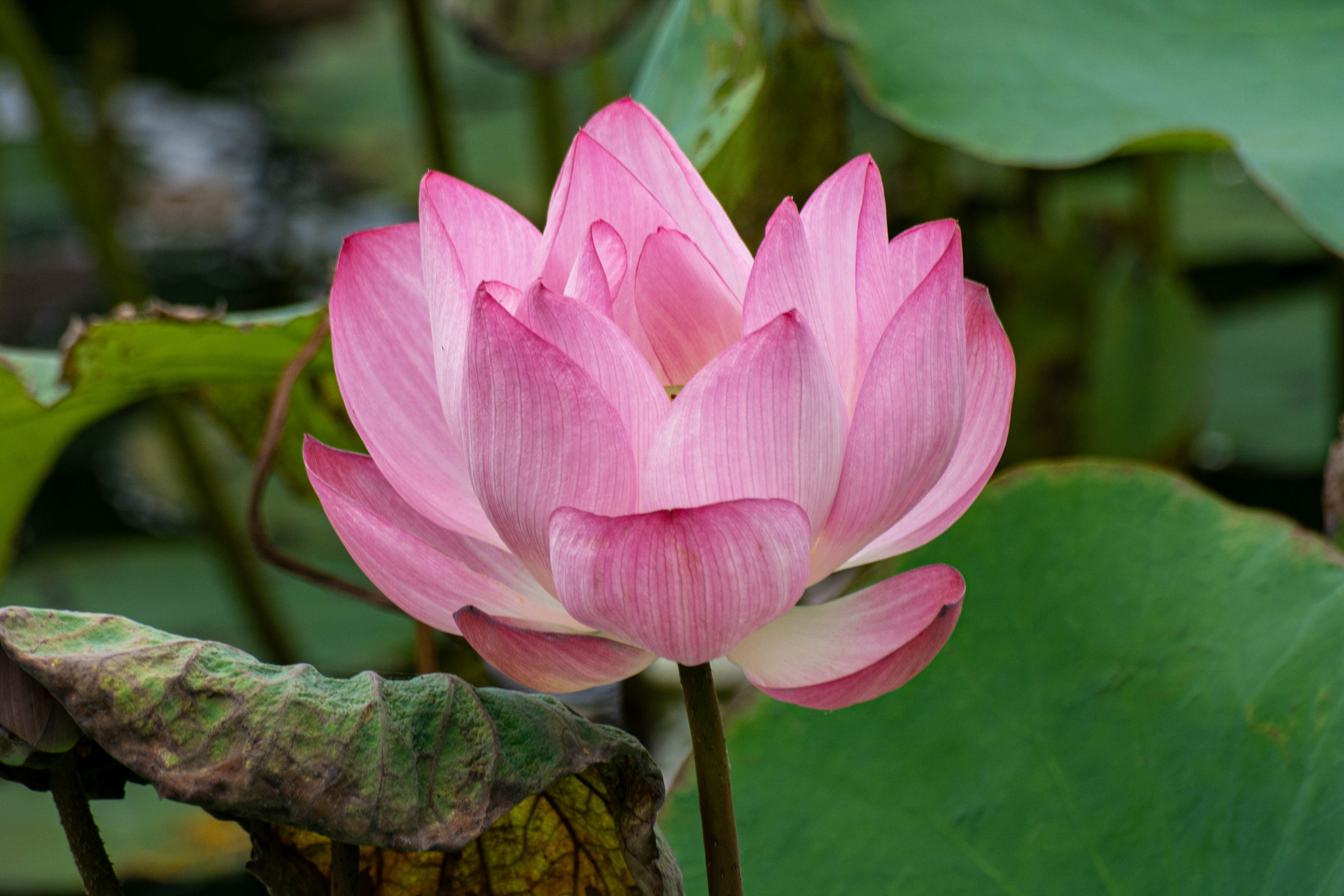 Flowering Pink Lotus · Free Stock Photo