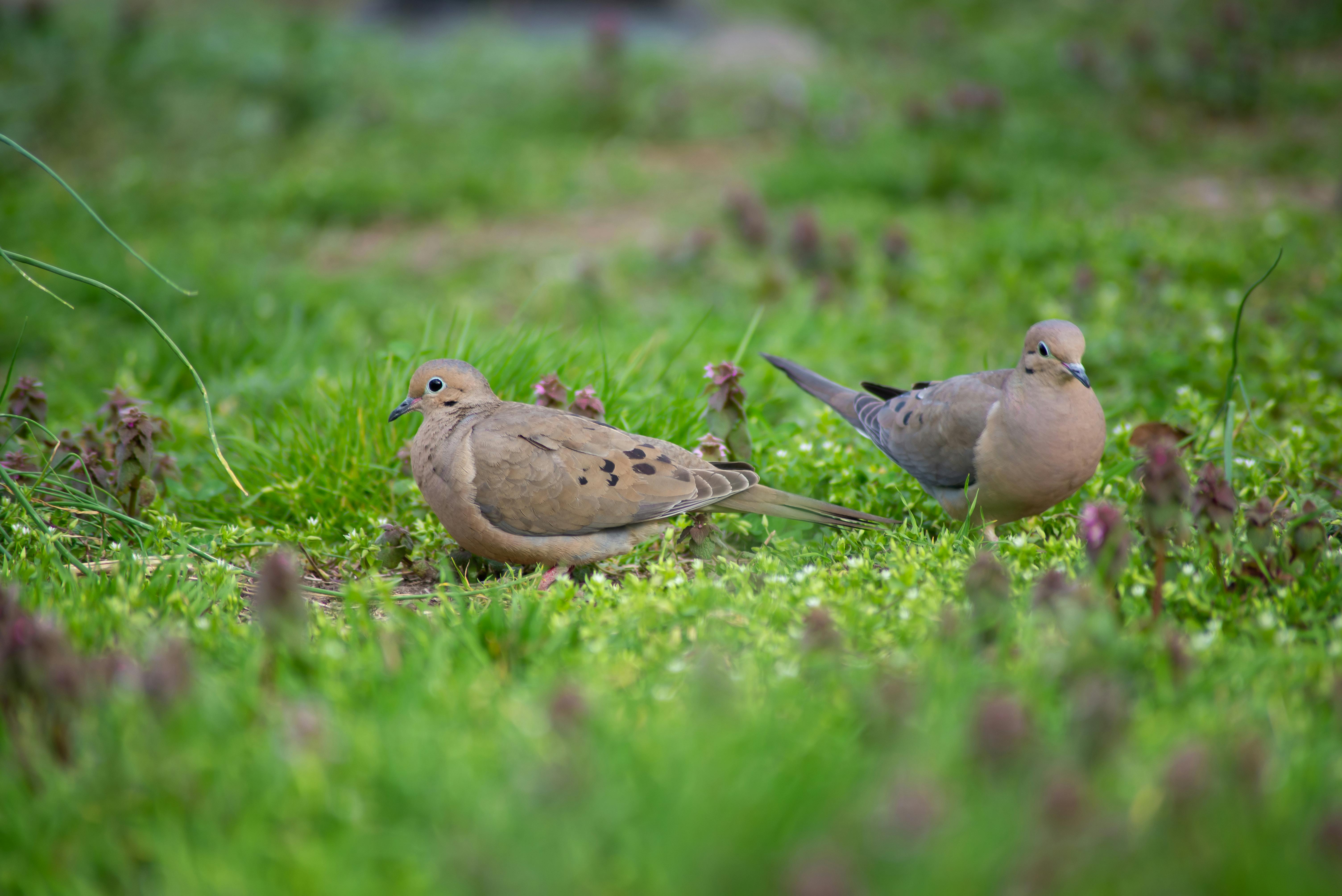 Doves on Ground · Free Stock Photo