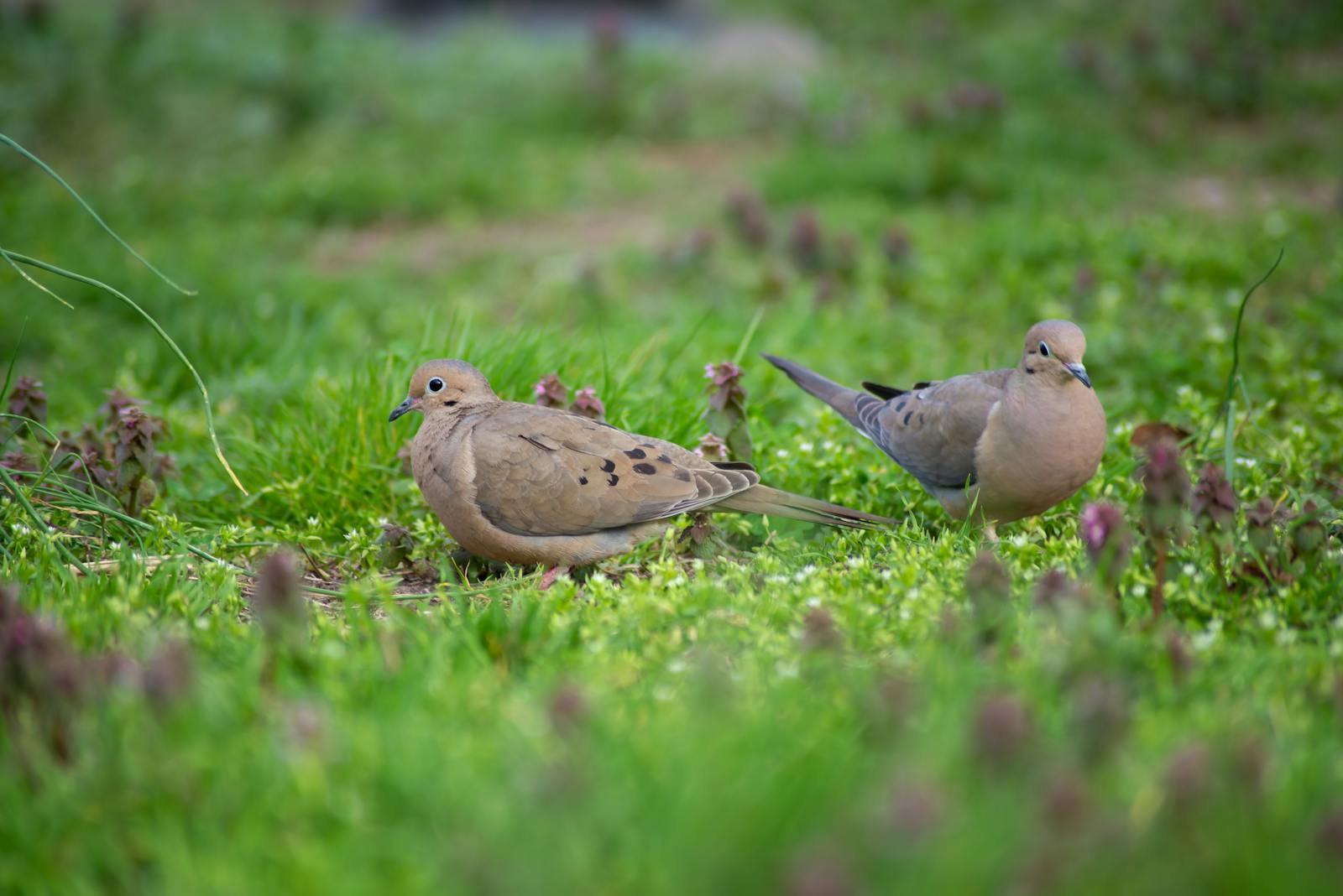Doves Photos, Download The BEST Free Doves Stock Photos & HD Images