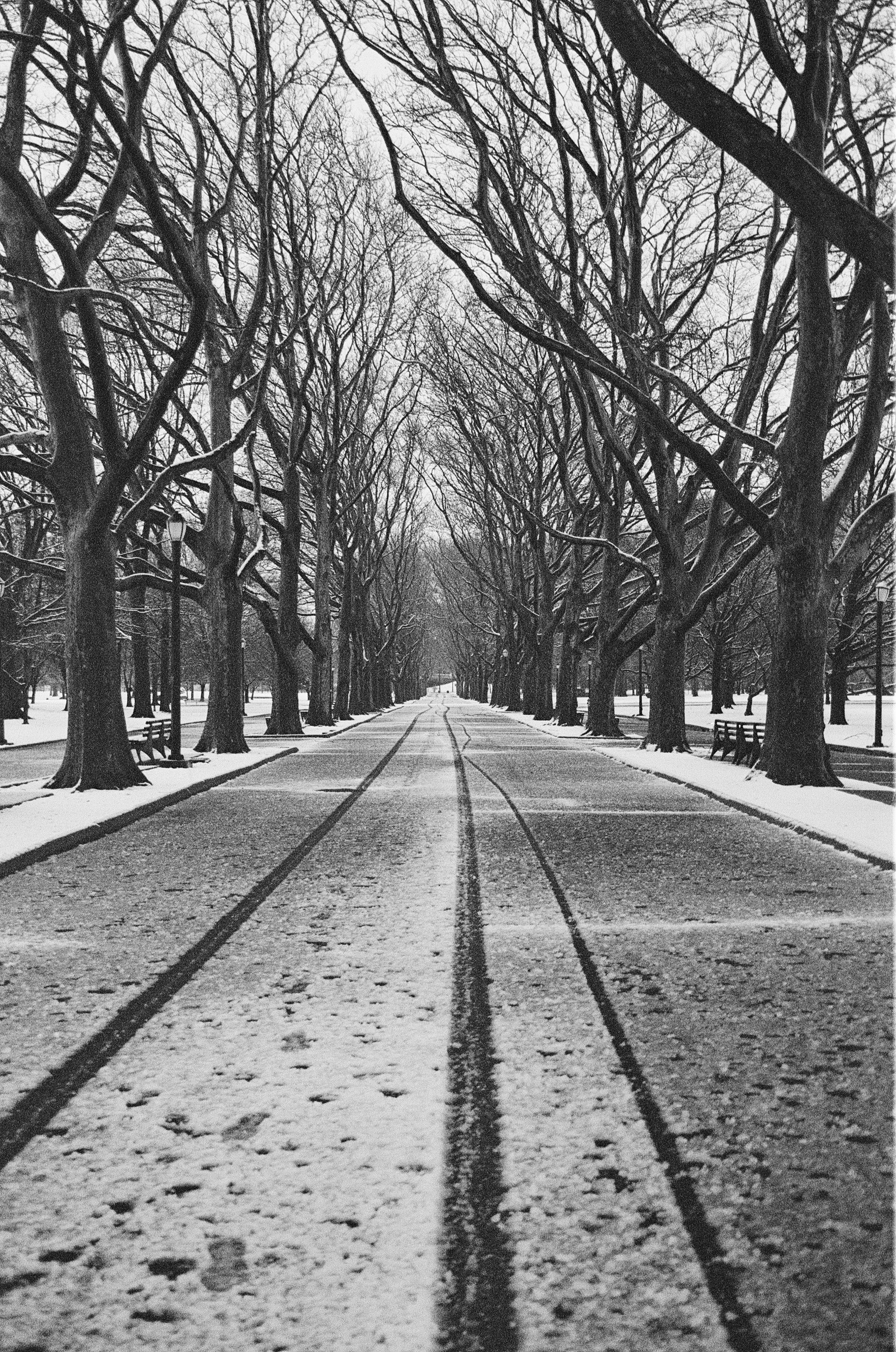 Snow Laden Trees Photos, Download The BEST Free Snow Laden Trees Stock ...