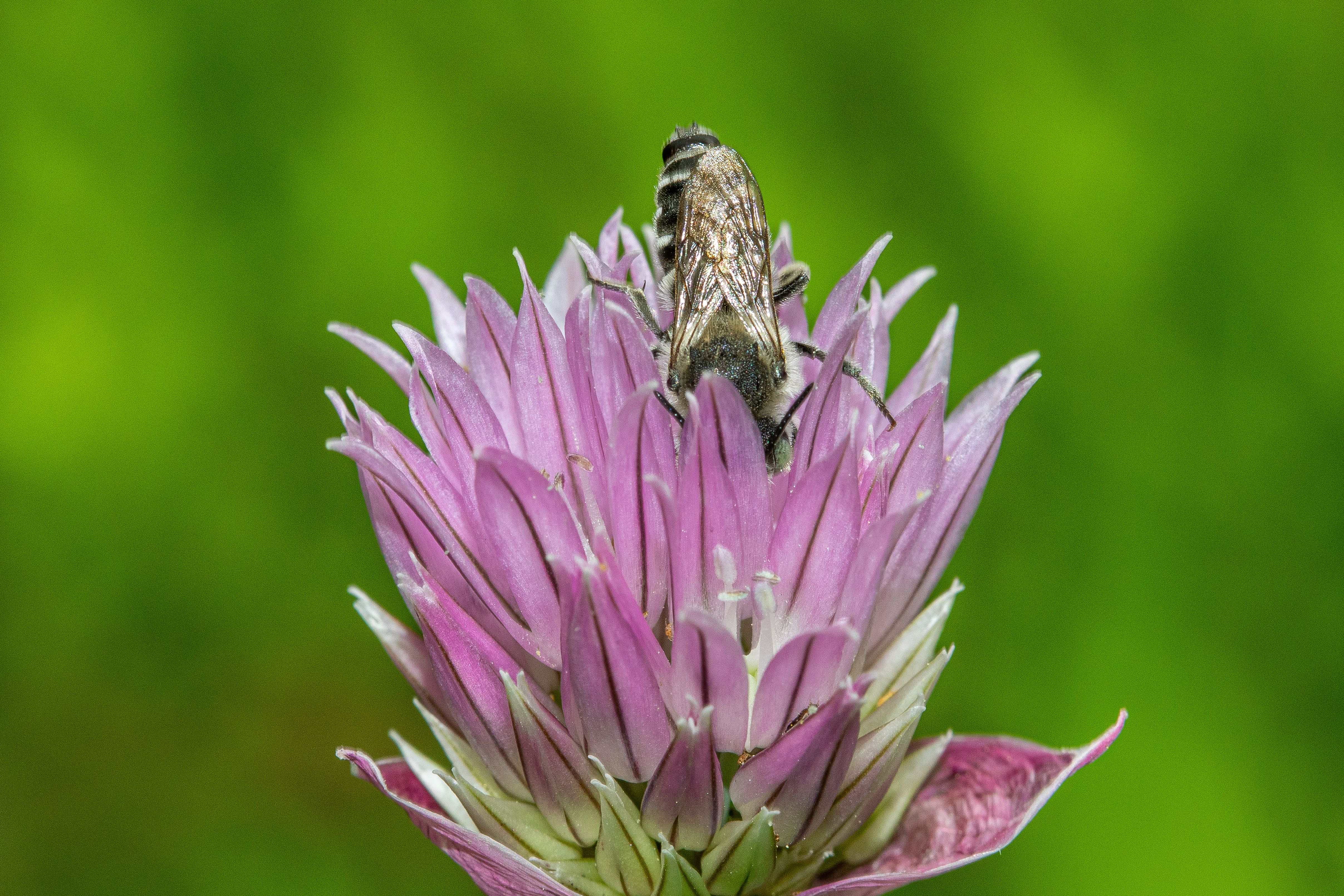 Bee on purple flower · Free Stock Photo