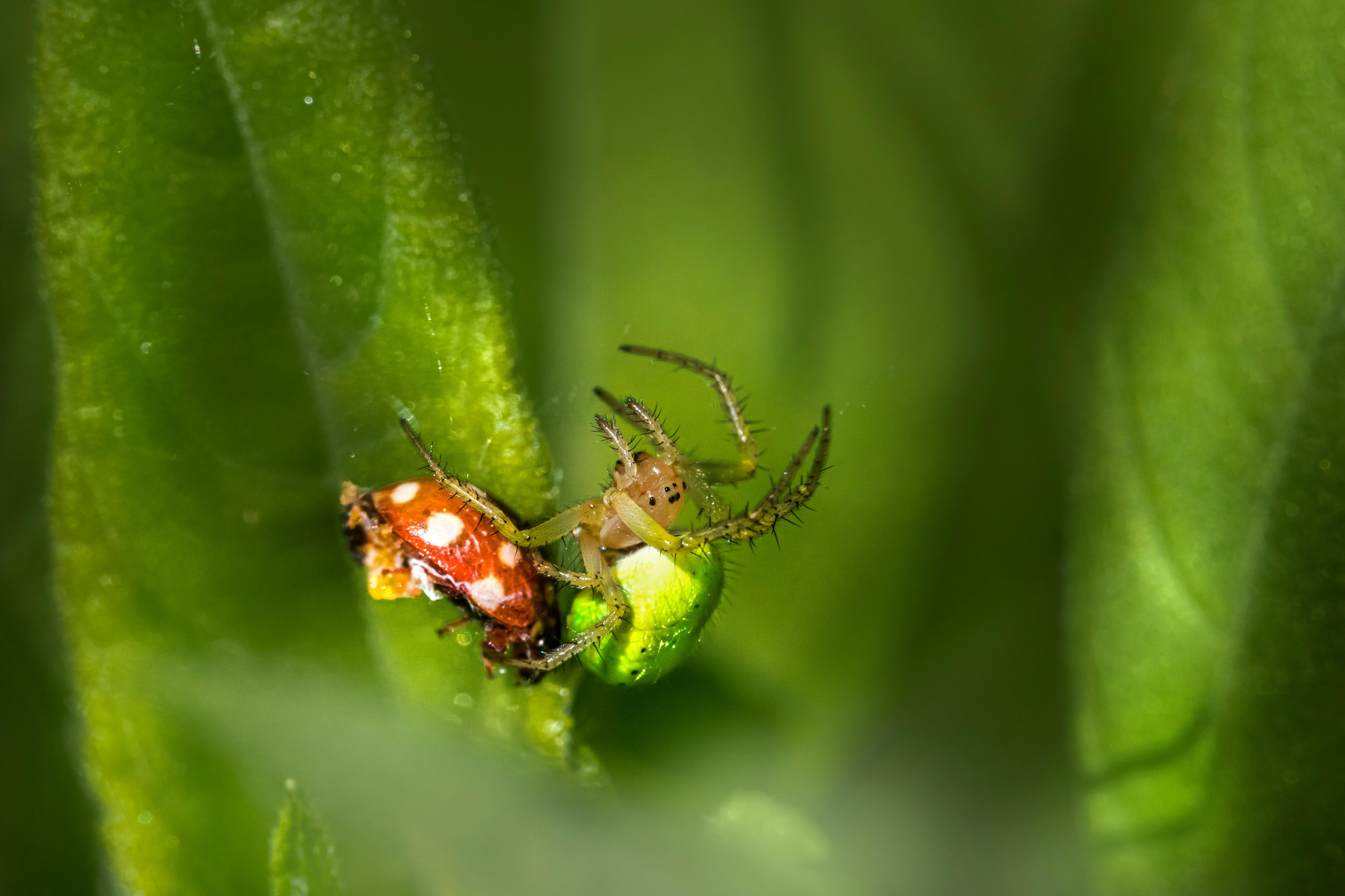 Close-up of a Green Spider and a Ladybug on a Leaf · Free Stock Photo