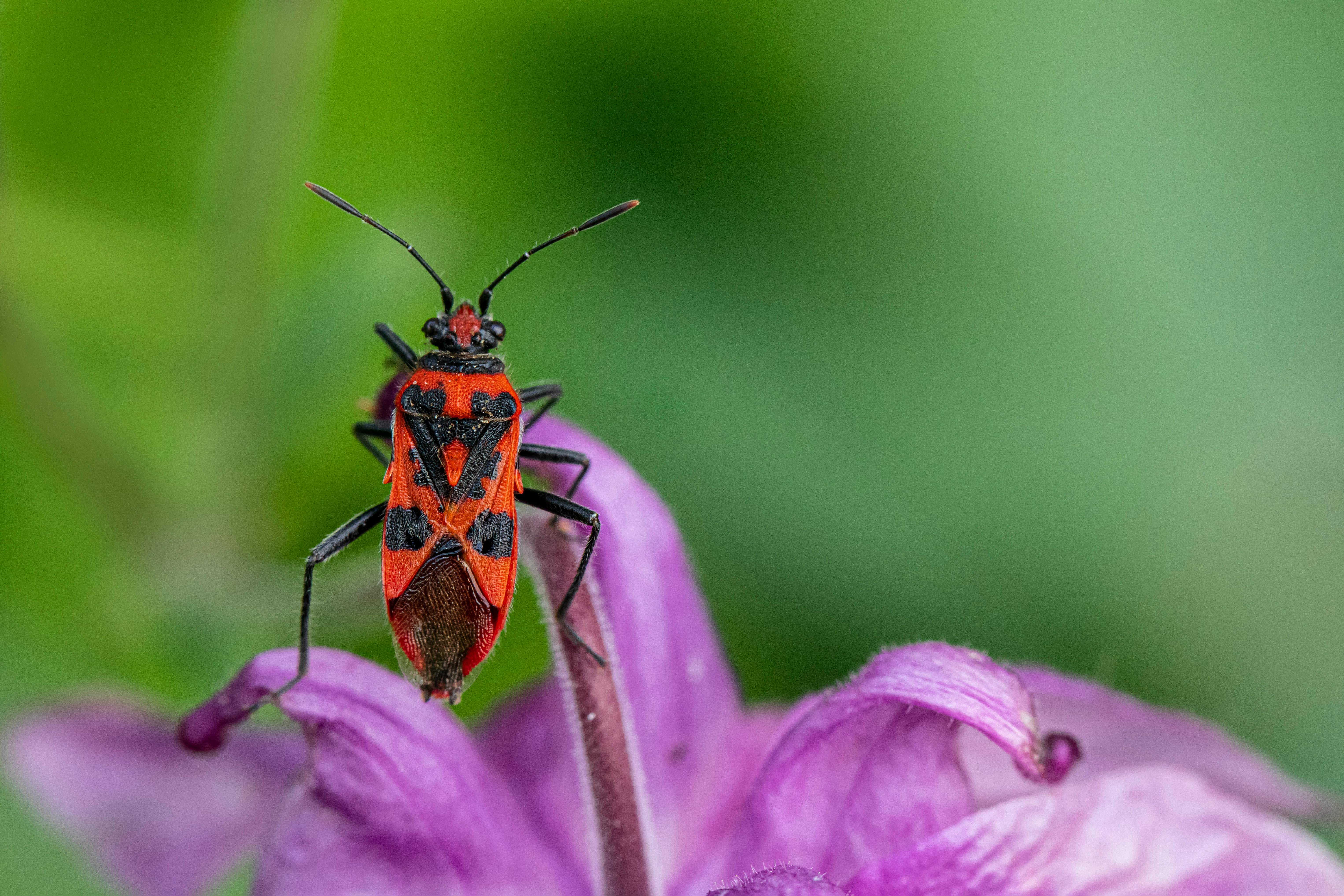 Close up of an Insect · Free Stock Photo