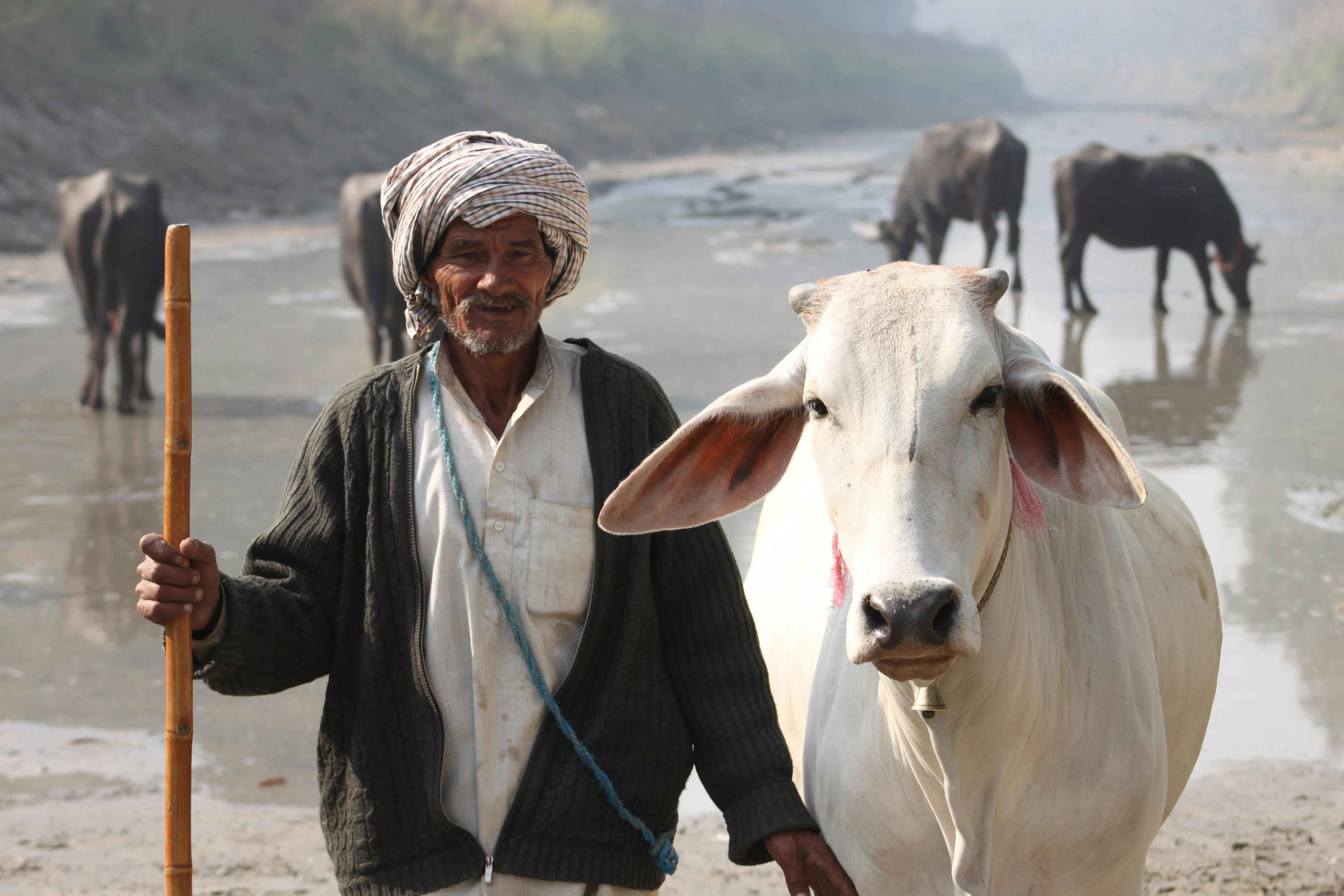 Man and Cow · Free Stock Photo