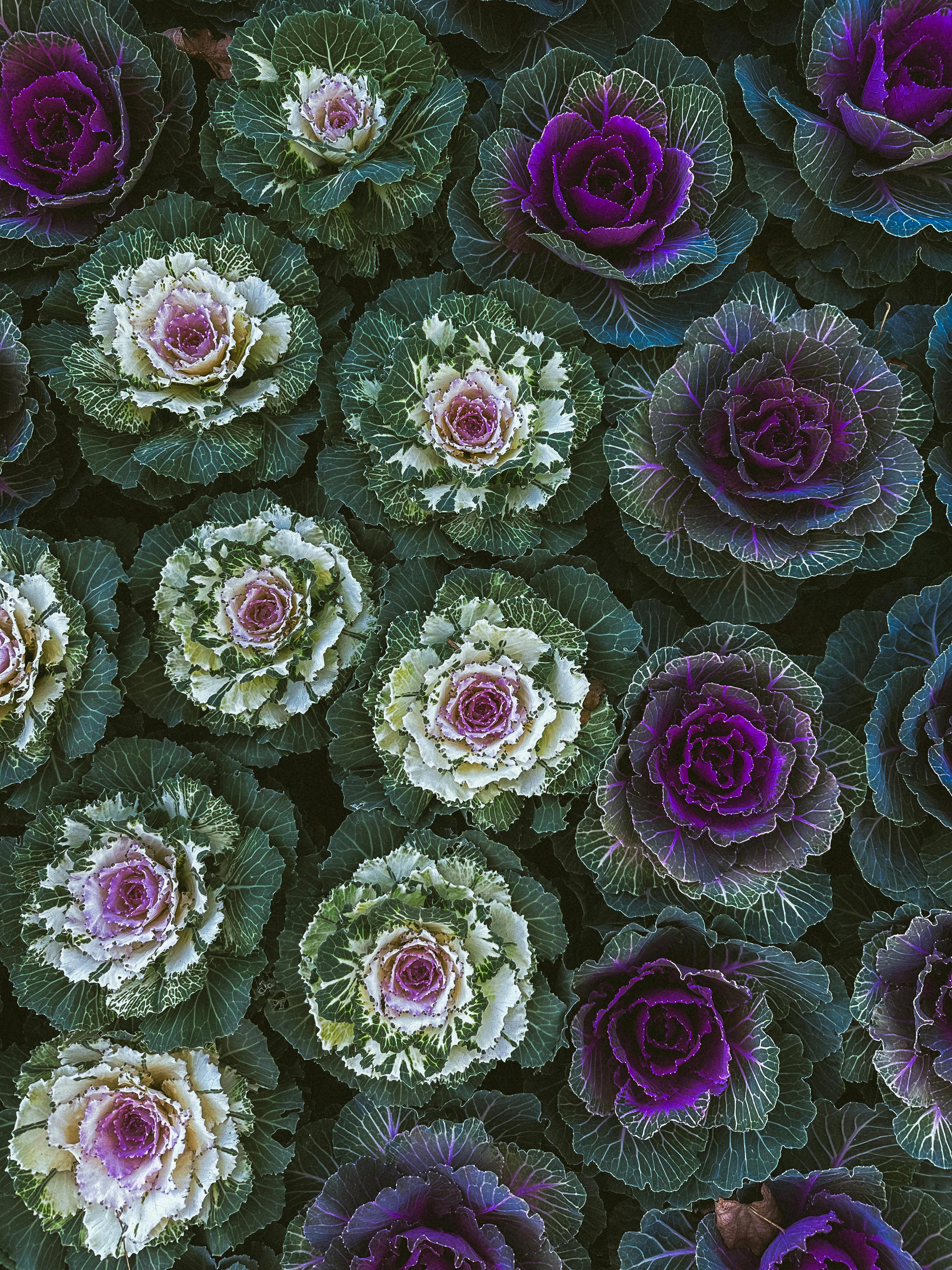 Top View of Ornamental Cabbages · Free Stock Photo