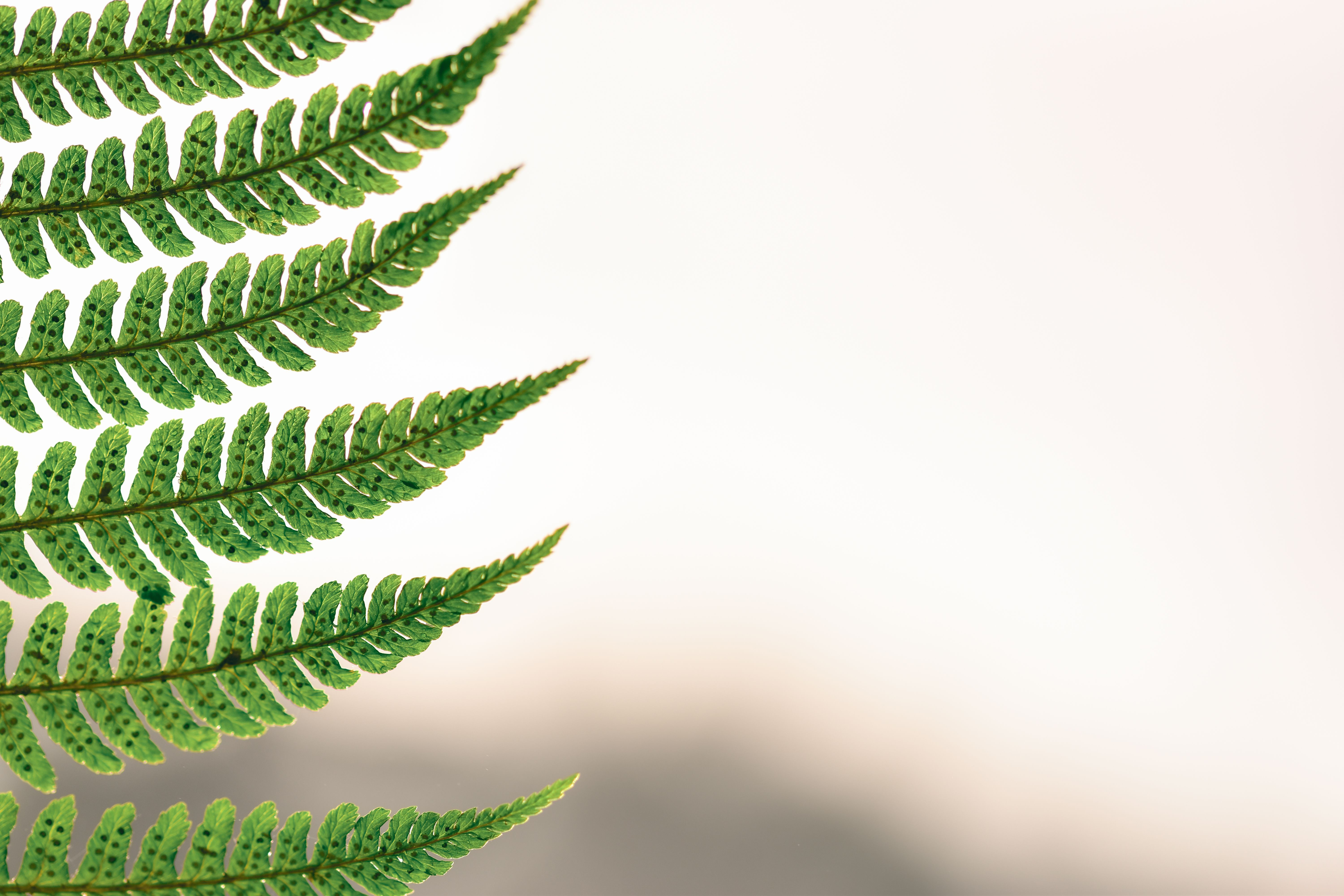 Fern Clay Photos, Download The BEST Free Fern Clay Stock Photos & HD Images