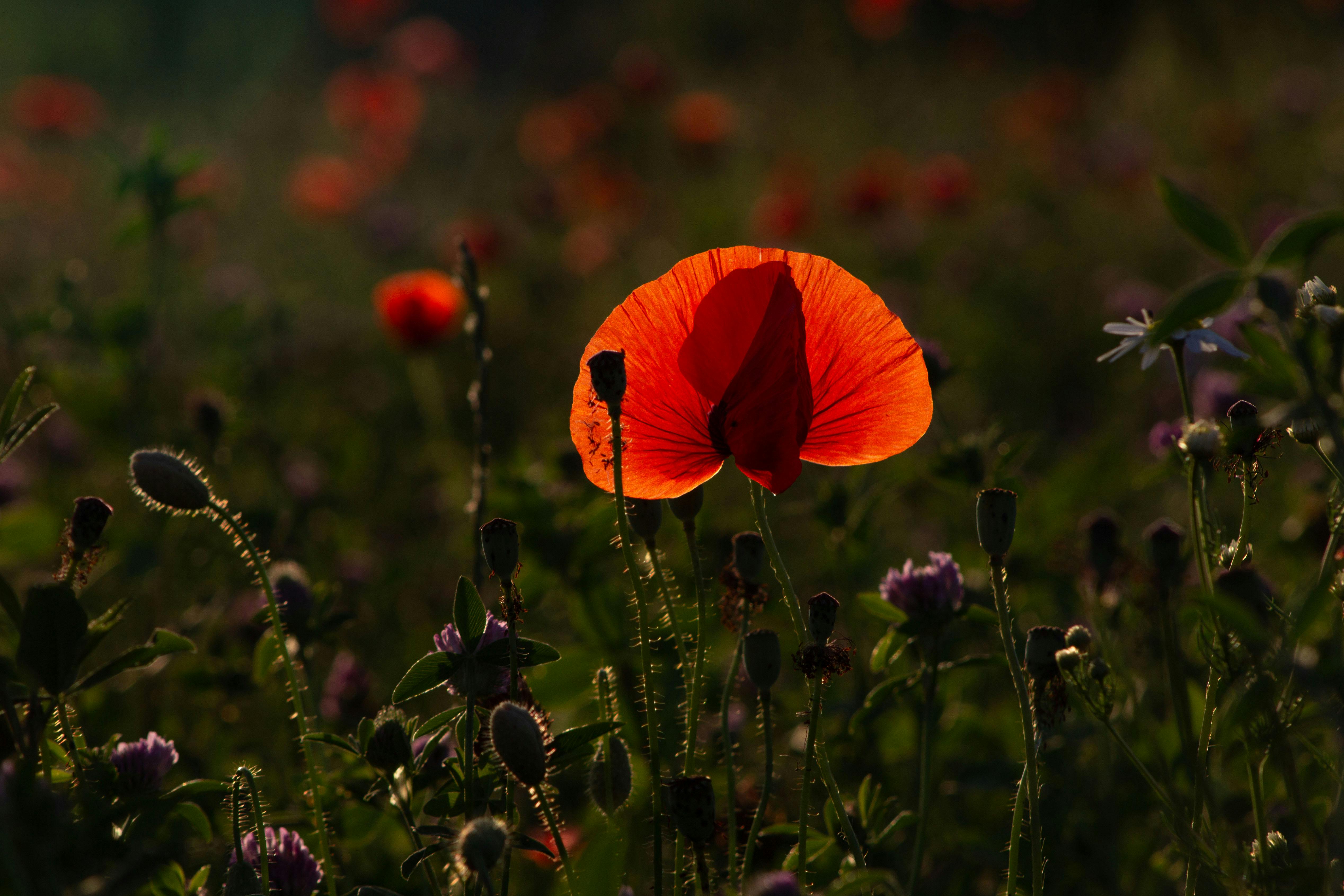 Beaded Poppy Photos, Download The BEST Free Beaded Poppy Stock Photos ...