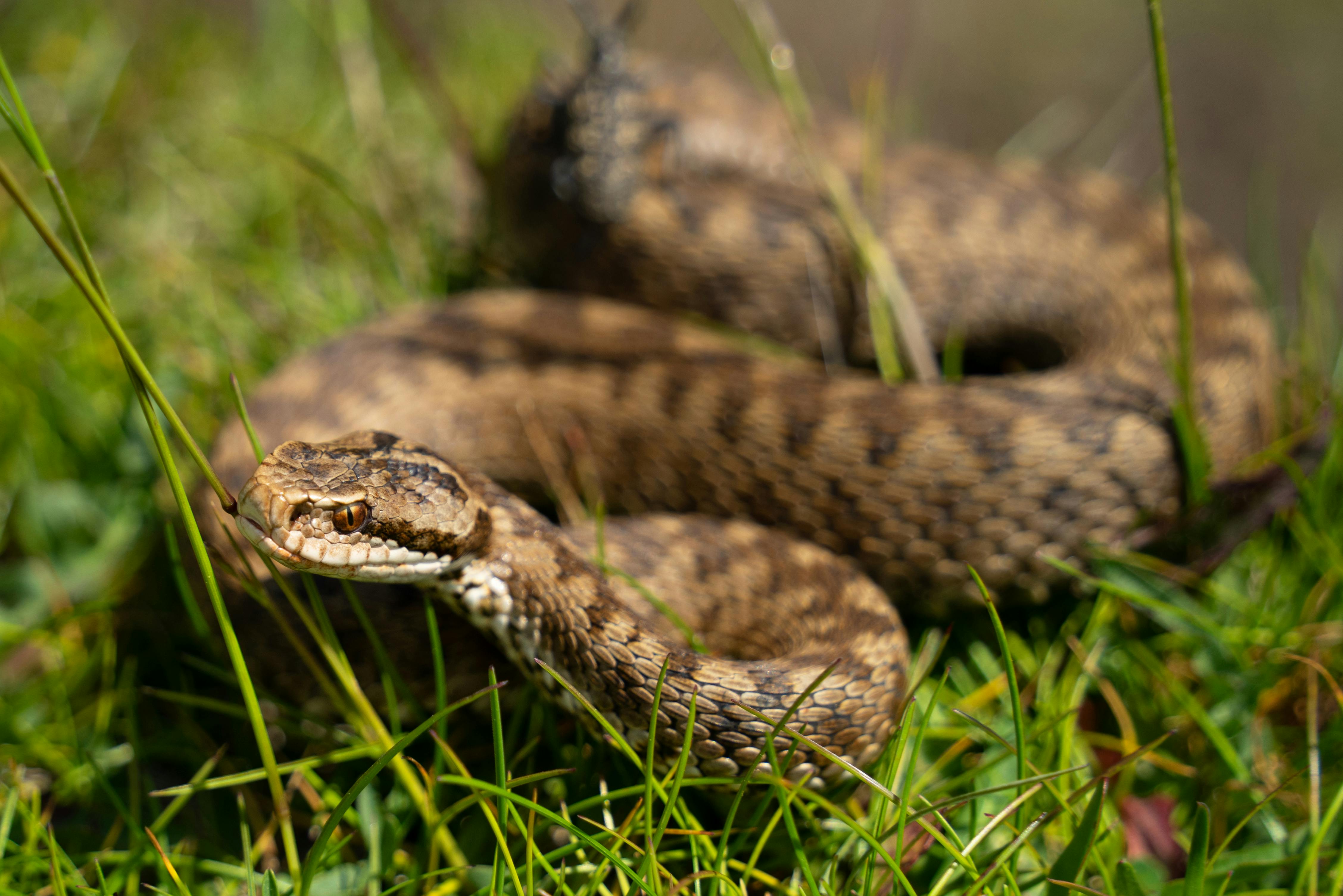 Snake in Grass · Free Stock Photo