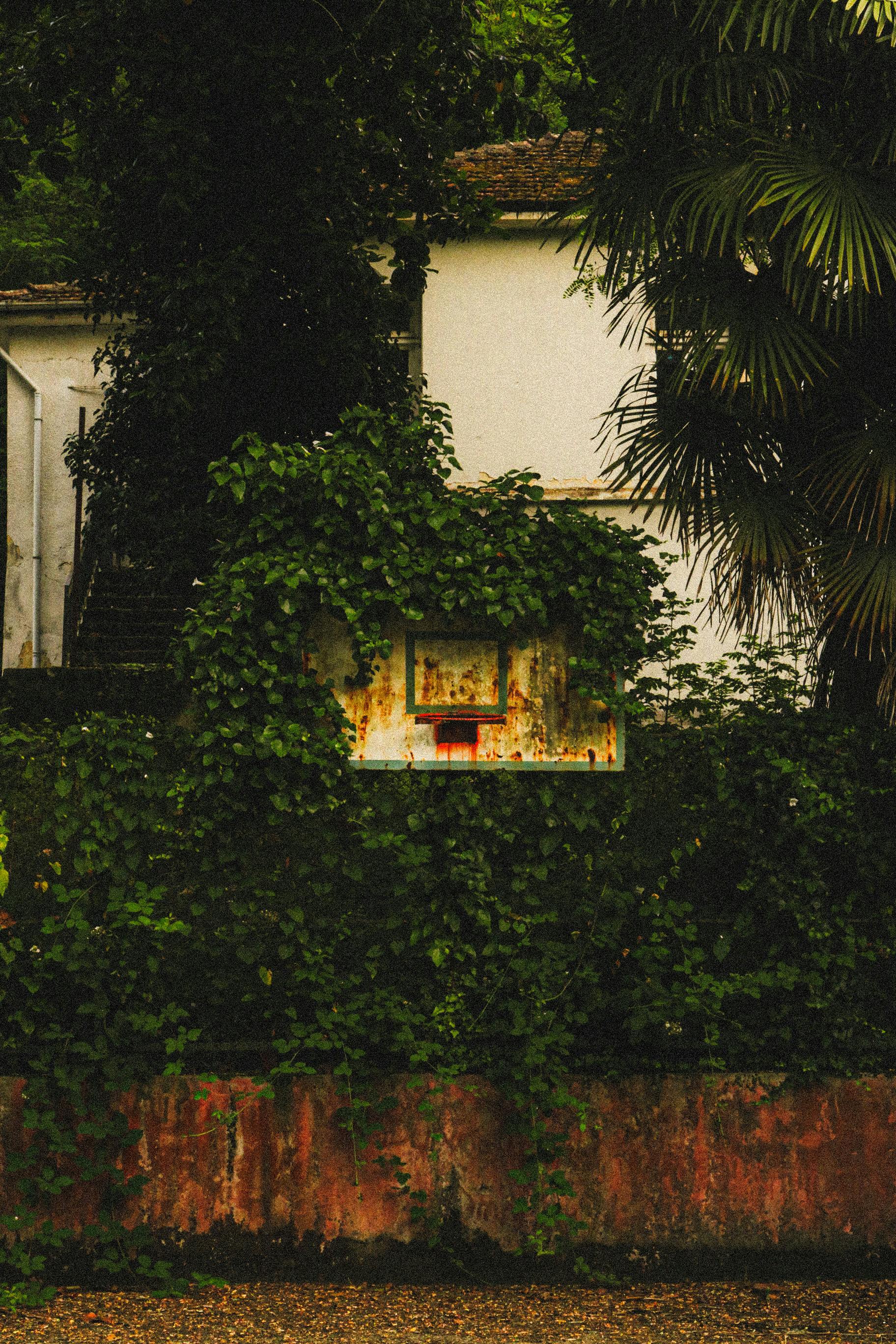 Story Of The Vine Photos, Download The BEST Free Story Of The Vine ...