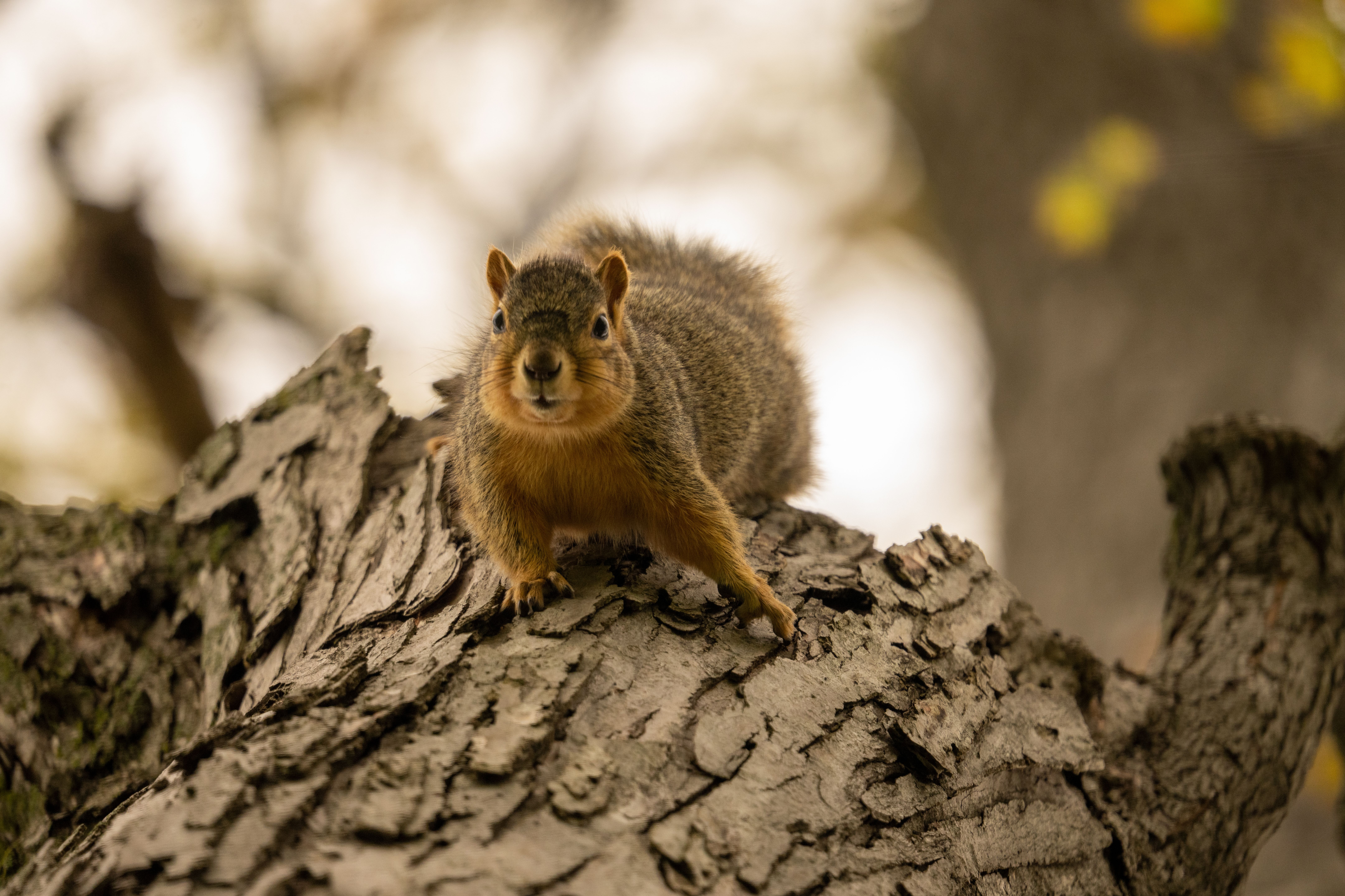 Squirrel Climbing a Tree · Free Stock Photo