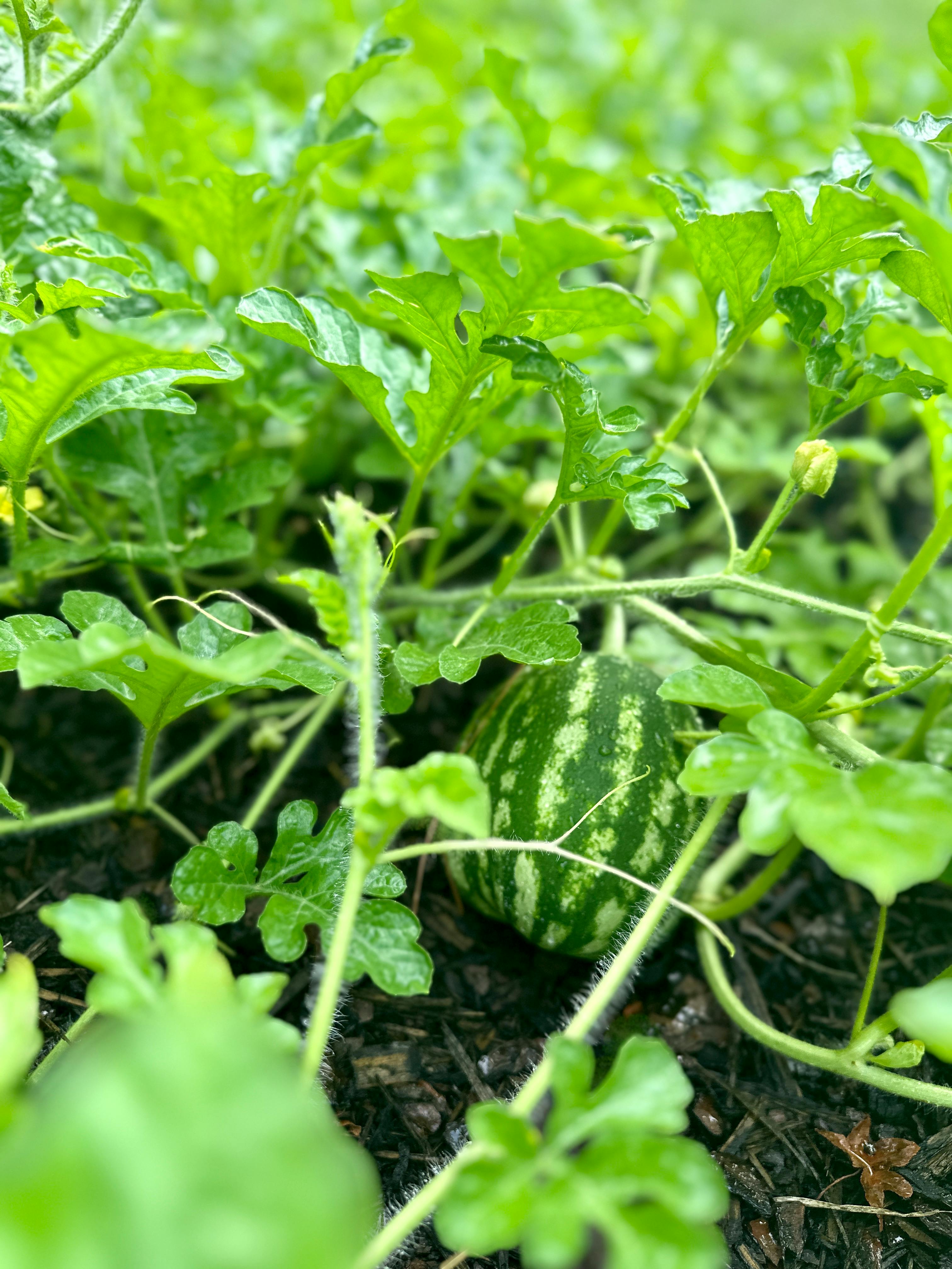 Rachel S - Photography