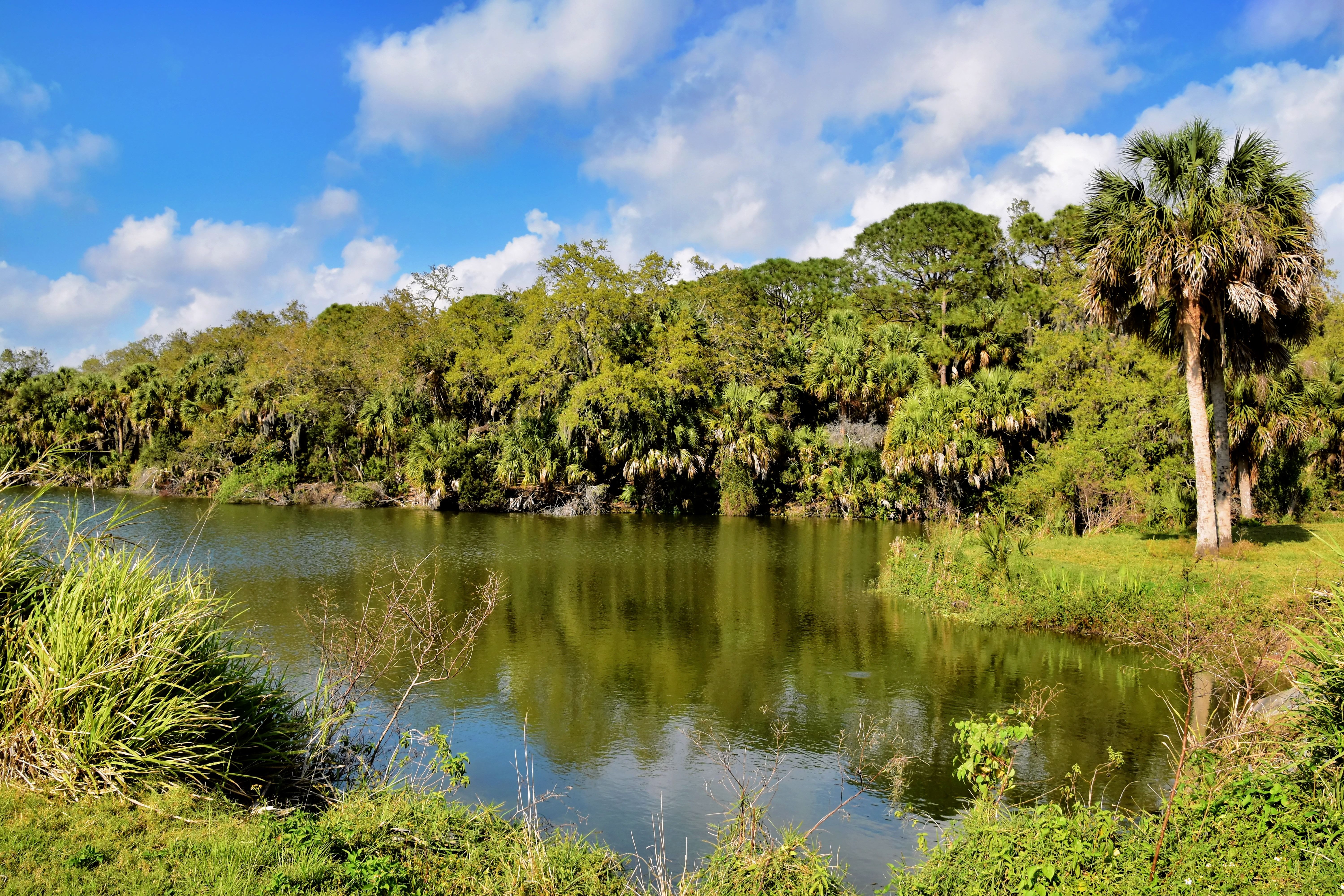 Buri Palm Photos, Download The BEST Free Buri Palm Stock Photos & HD Images