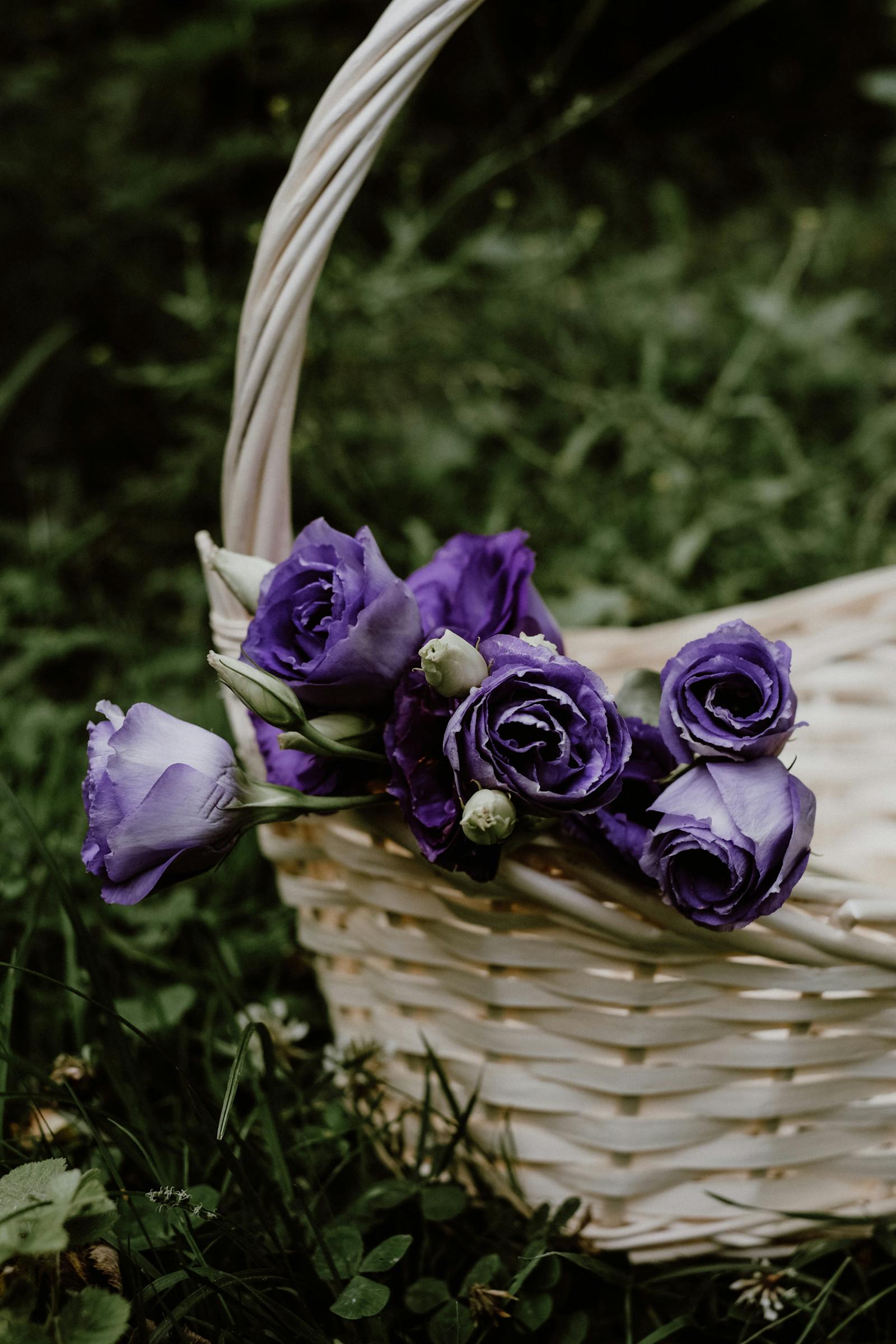 Purple Roses Photos, Download The BEST Free Purple Roses Stock Photos ...