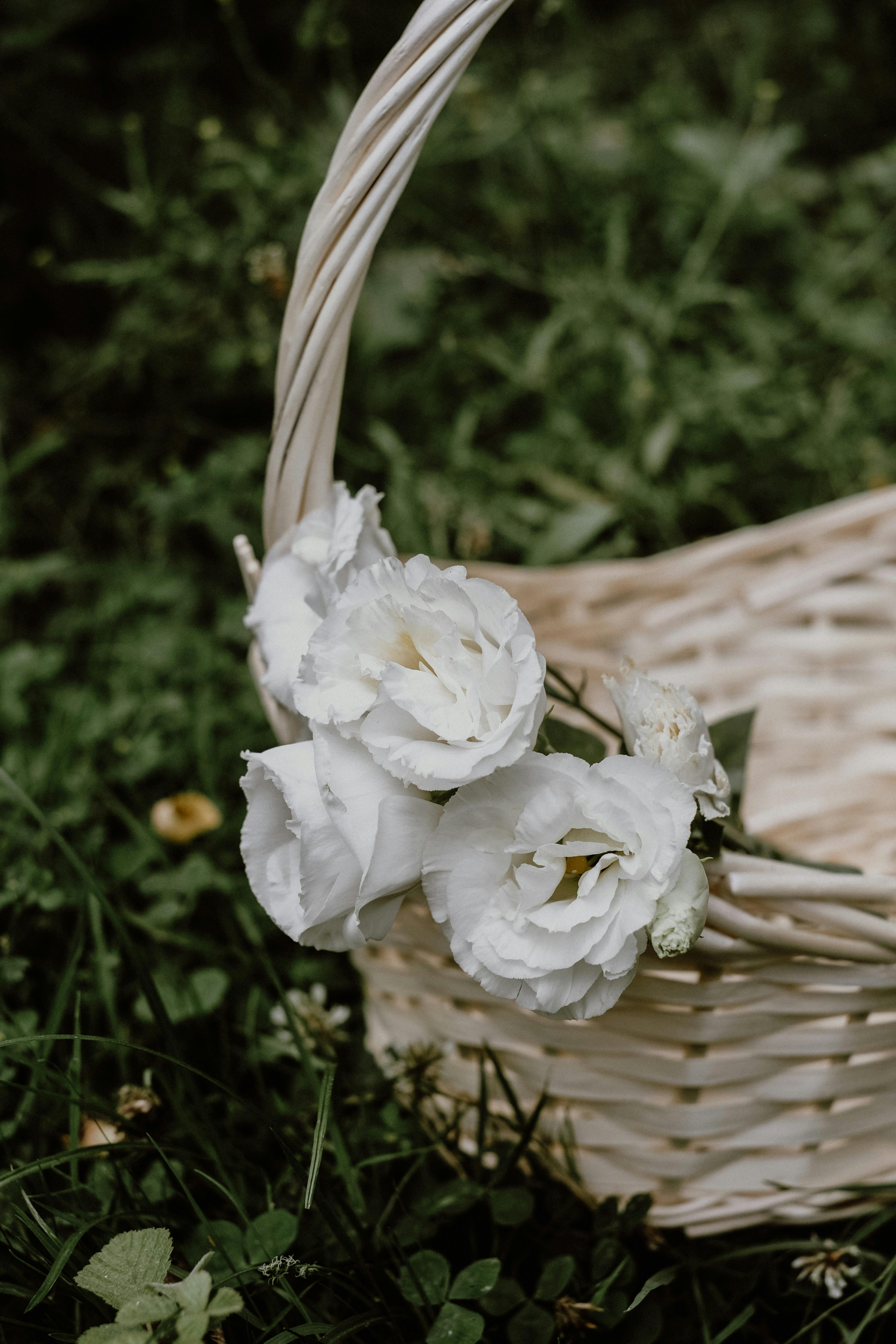 White Roses in Basket · Free Stock Photo