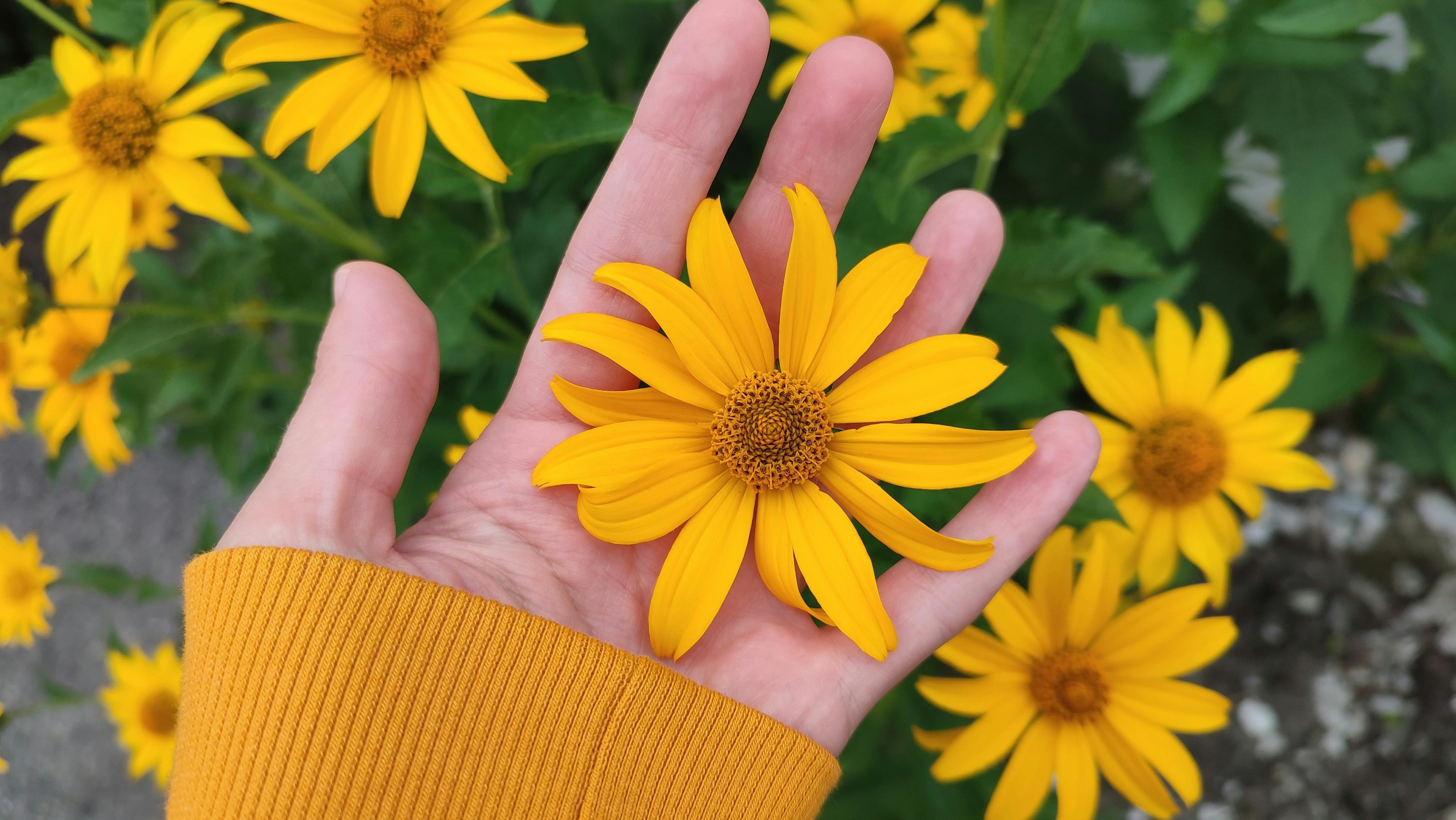 Woman Hand Holding Yellow Flower · Free Stock Photo