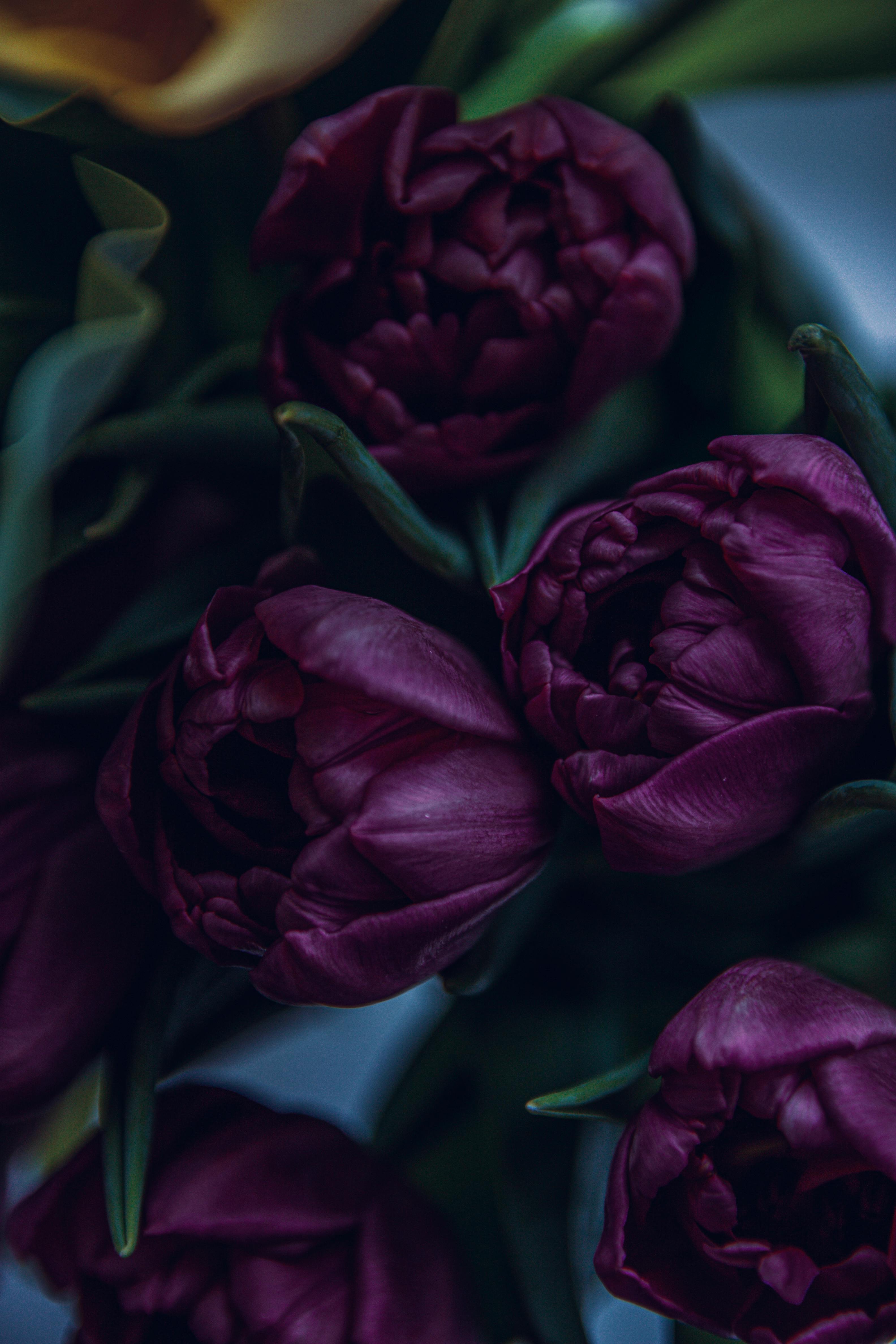 Peonies Dark Photos, Download The BEST Free Peonies Dark Stock Photos ...