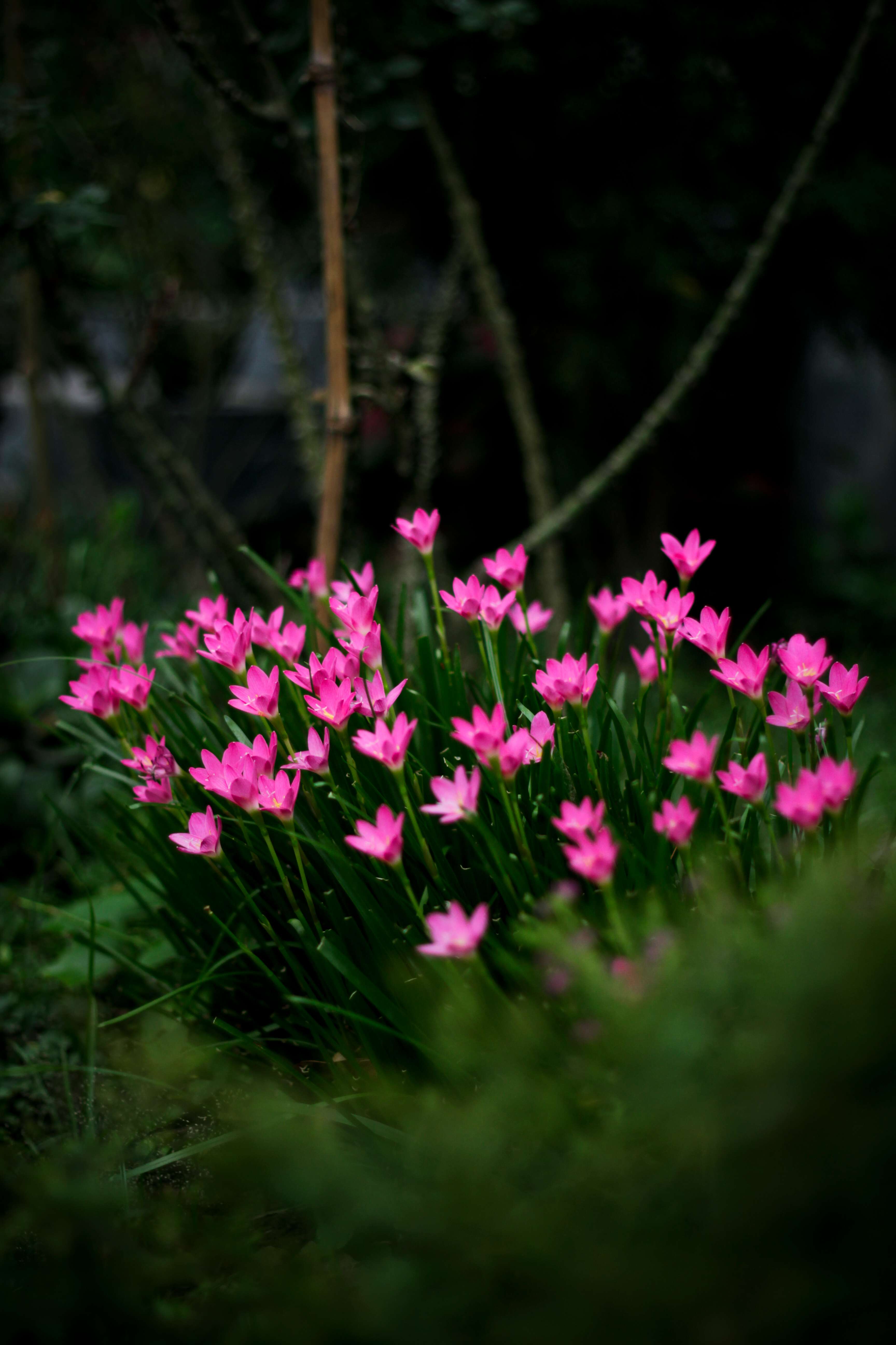 Pink Flowers in Nature · Free Stock Photo