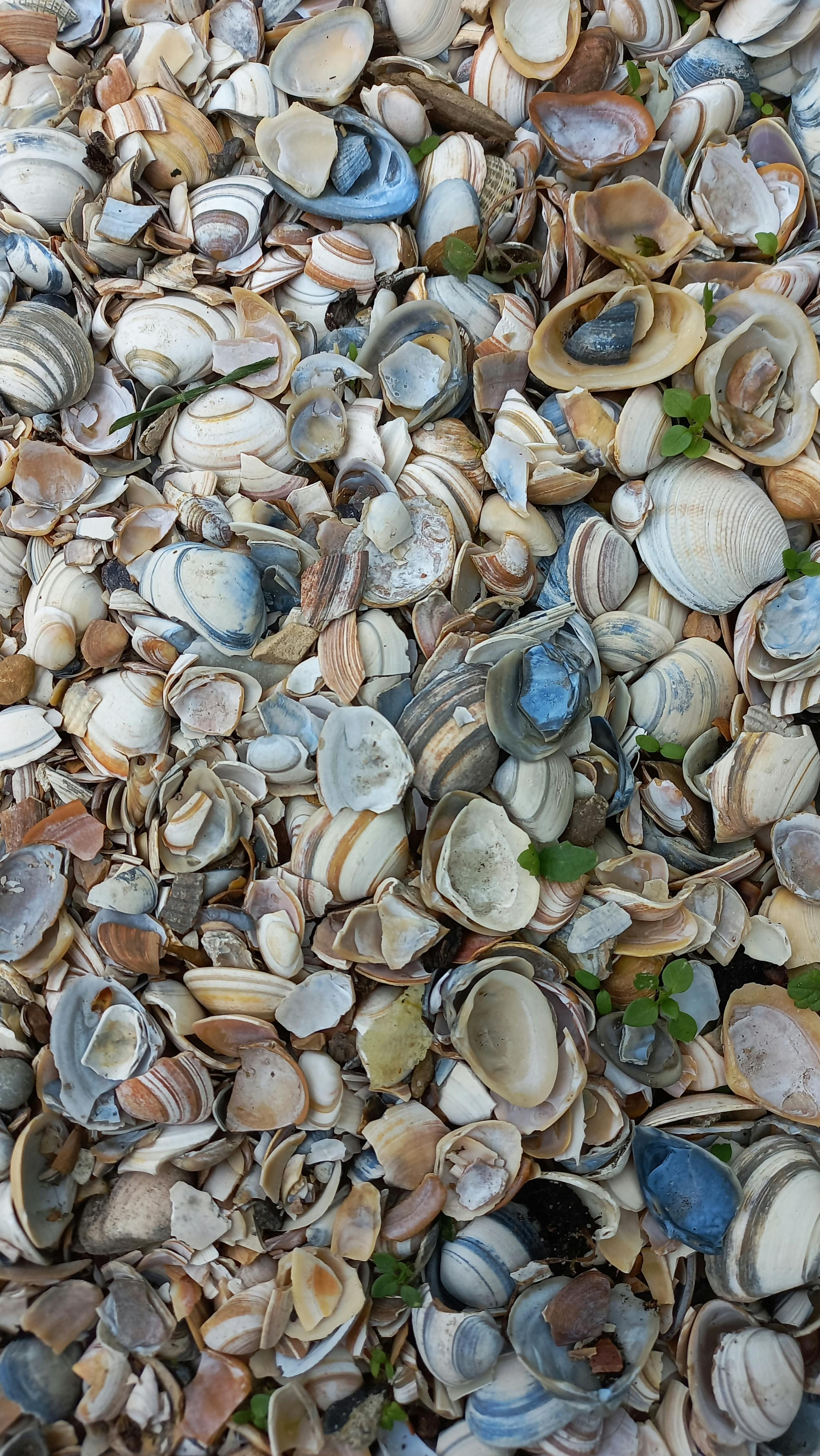 Abundance of Shells on Ground · Free Stock Photo