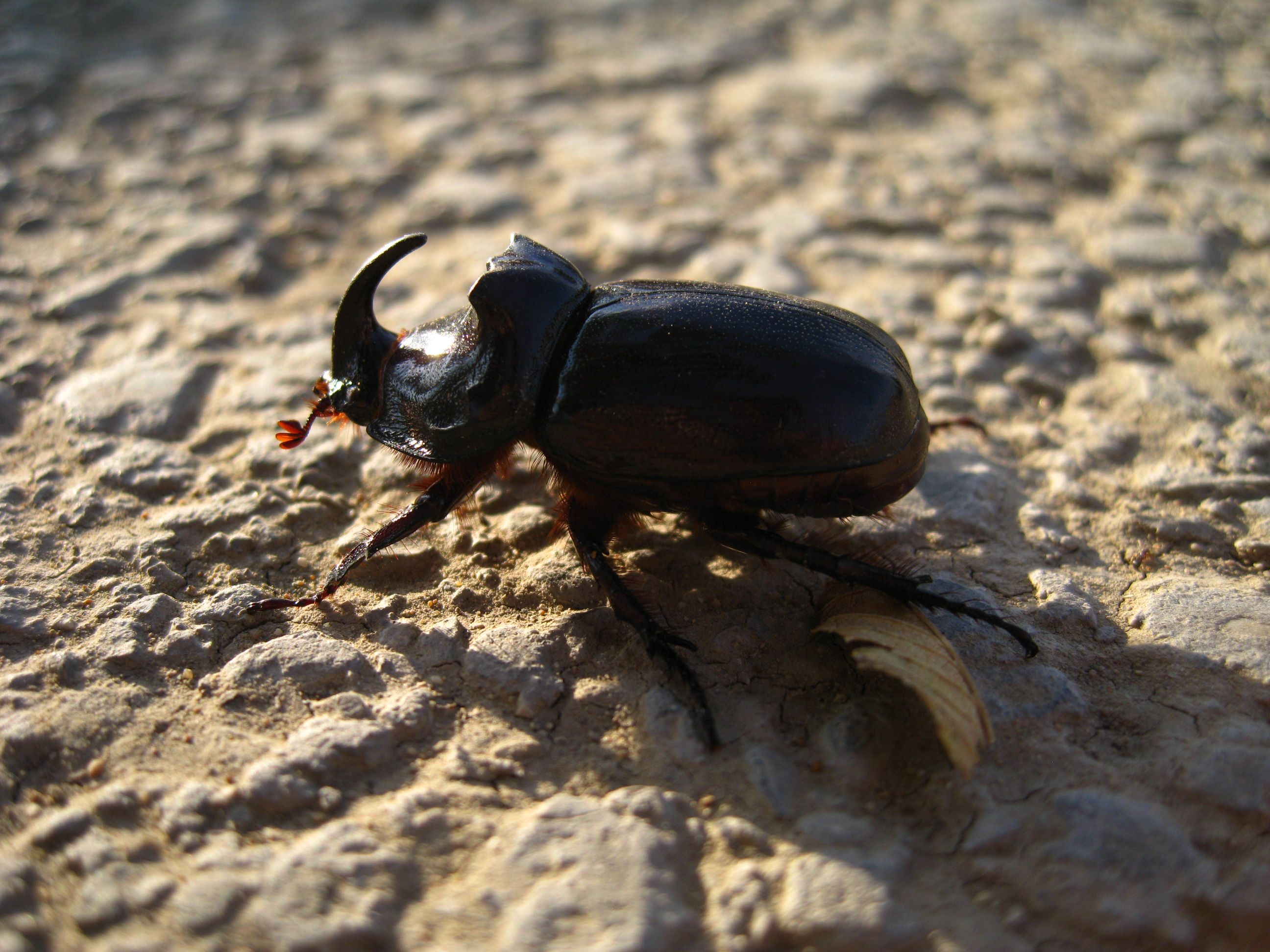 Close up of Beetle · Free Stock Photo